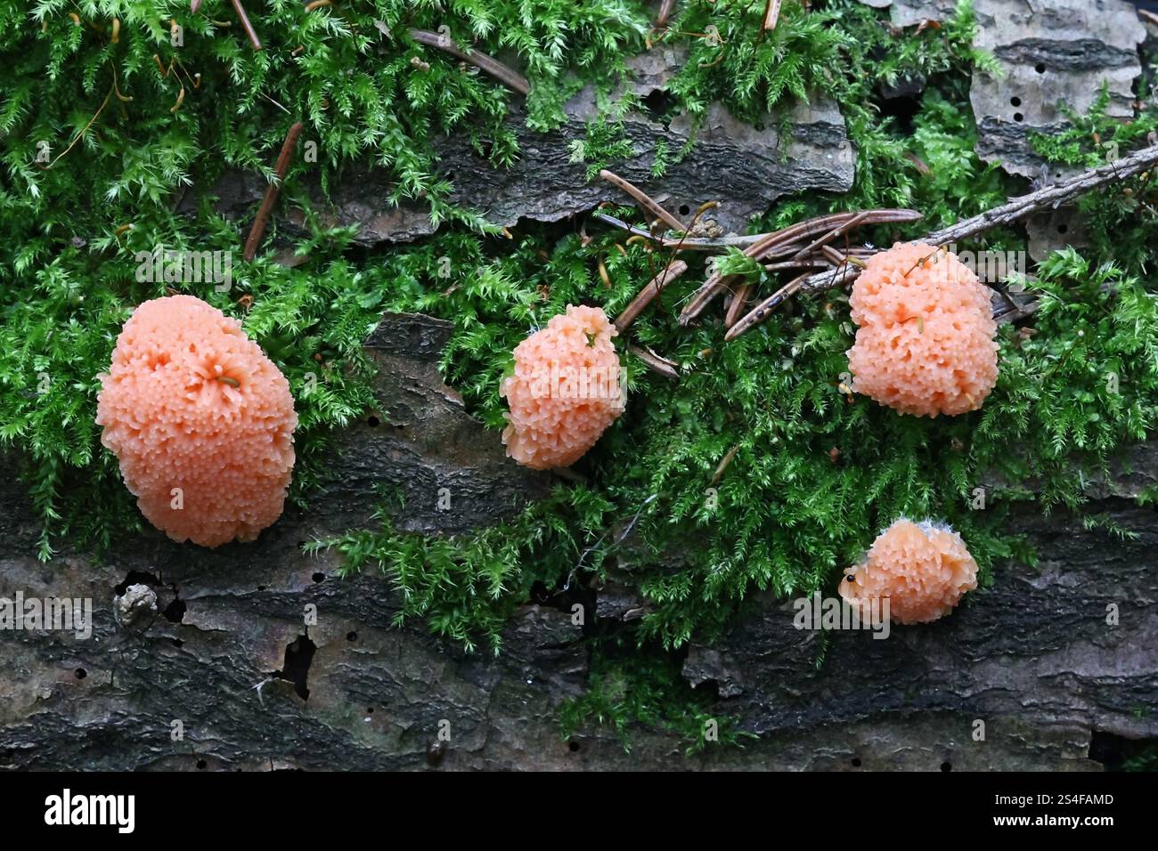 Tubifera ferruginosa, commonly known as raspberry slime mold Stock ...