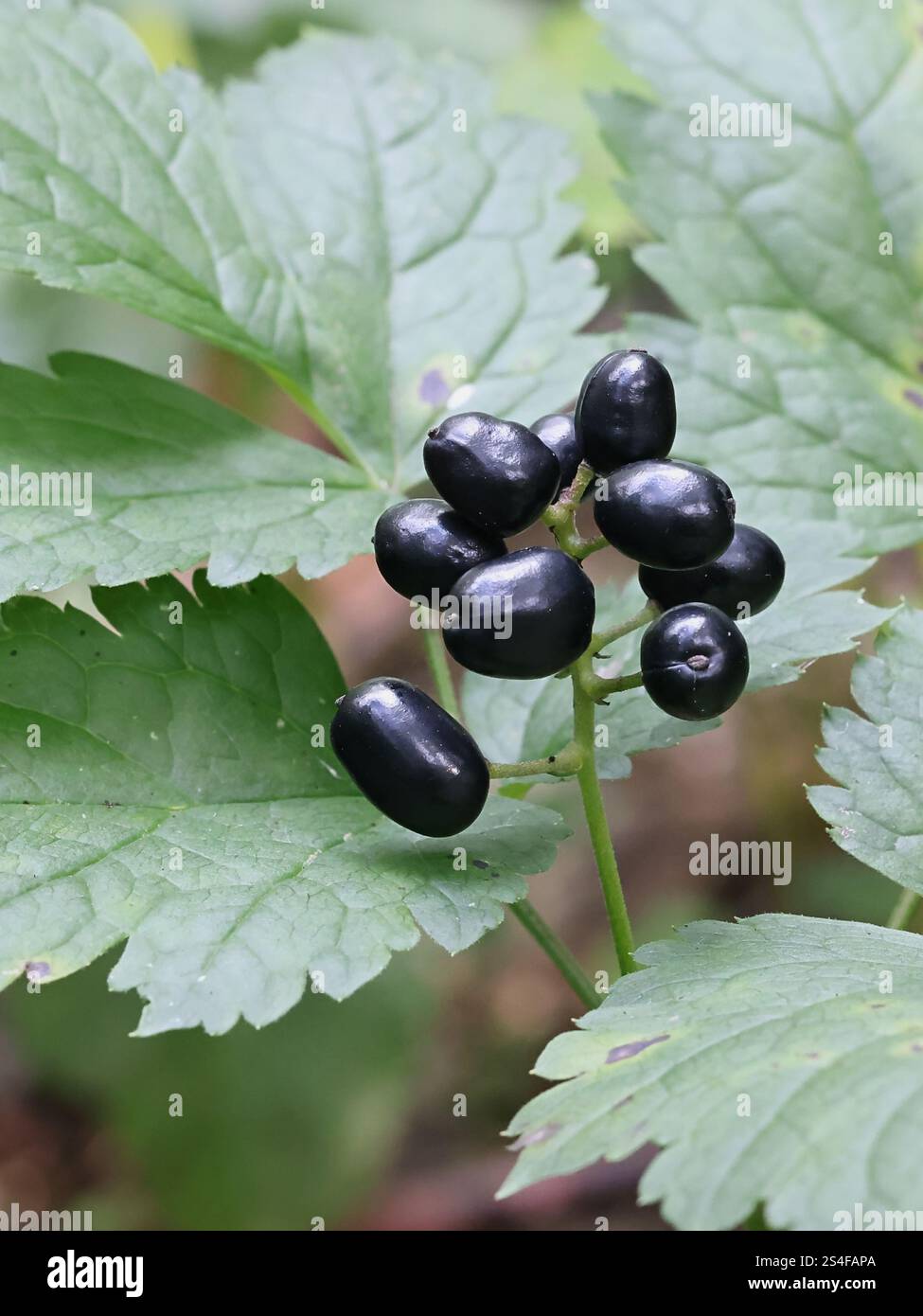 Bugbane hi-res stock photography and images - Alamy