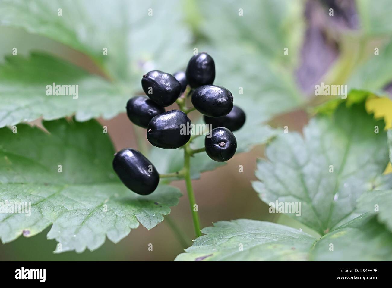 Deadly poisonous berries of Baneberry, Actaea spicata, also known as ...