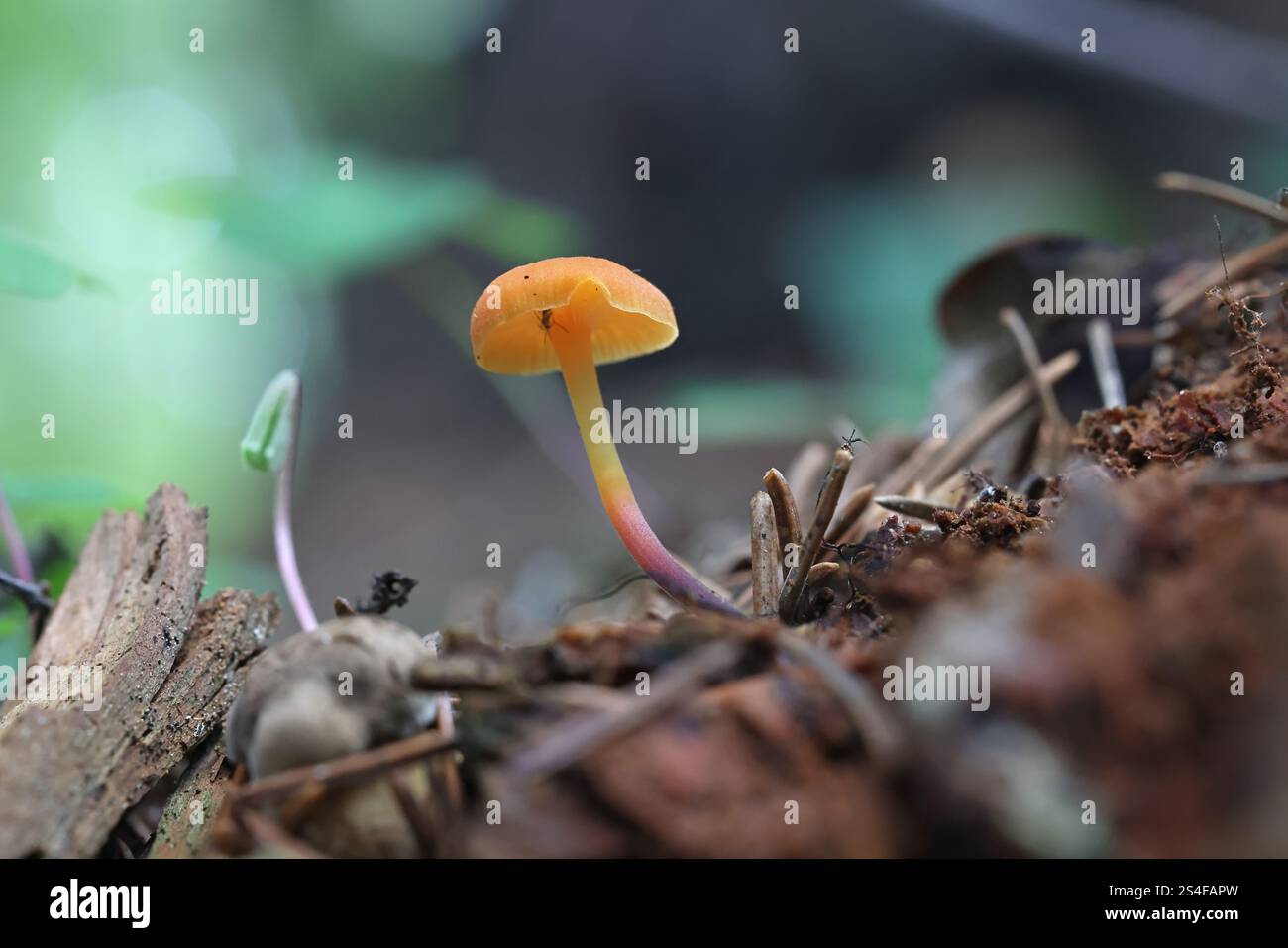 Rickenella fibula, also called Omphalina fibula, commonly known as ...