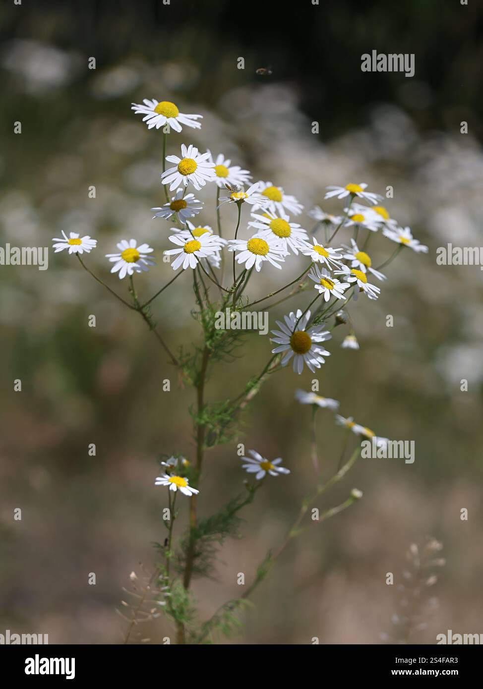 Scentless Mayweed, Tripleurospermum inodorum, also known as False ...