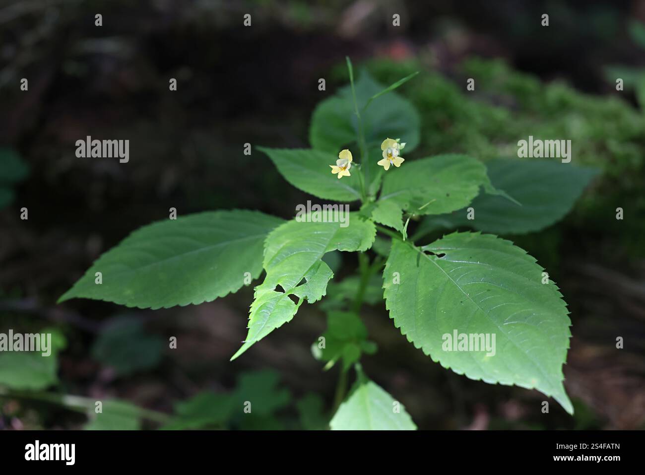Small balsam, Impatiens parviflora, also known as Smallflower ...