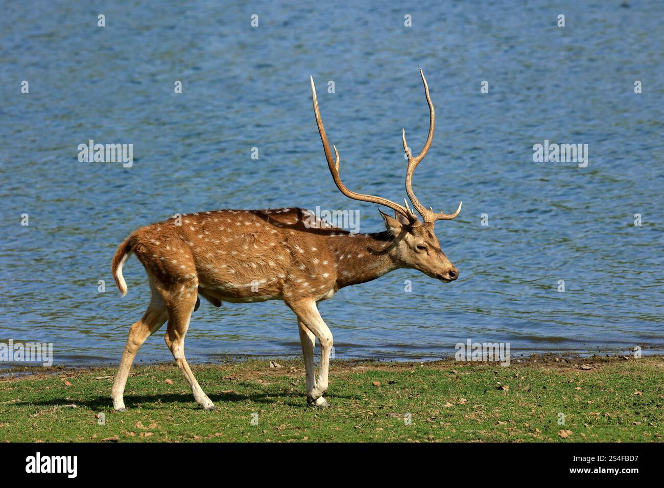 The magnificent deer species of India Stock Photo - Alamy