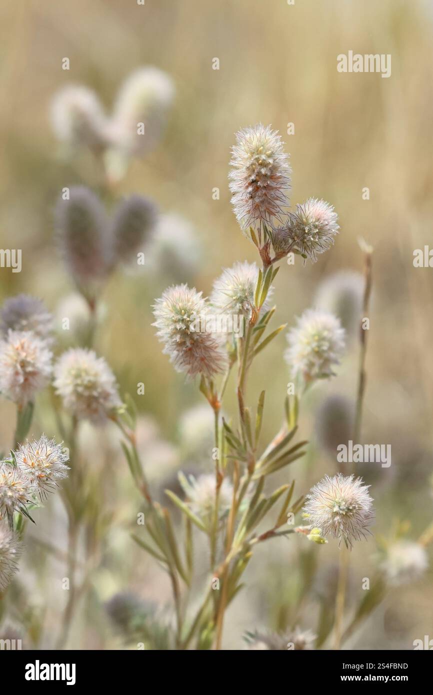 Trifolium arvense, commonly known as the hare's-foot clover, rabbitfoot ...