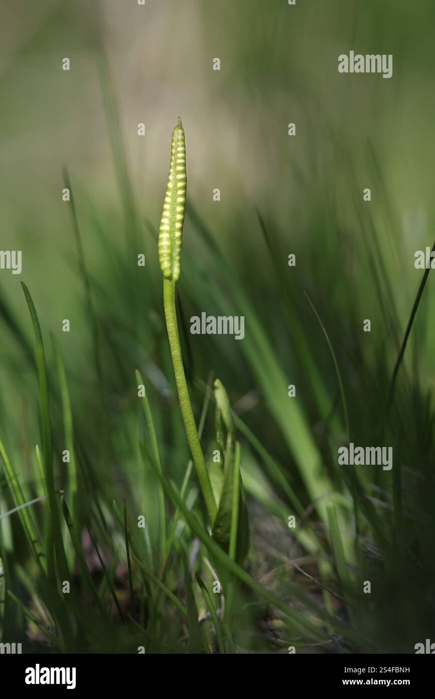 Adder's-tongue, Ophioglossum vulgatum, also known as southern adders ...
