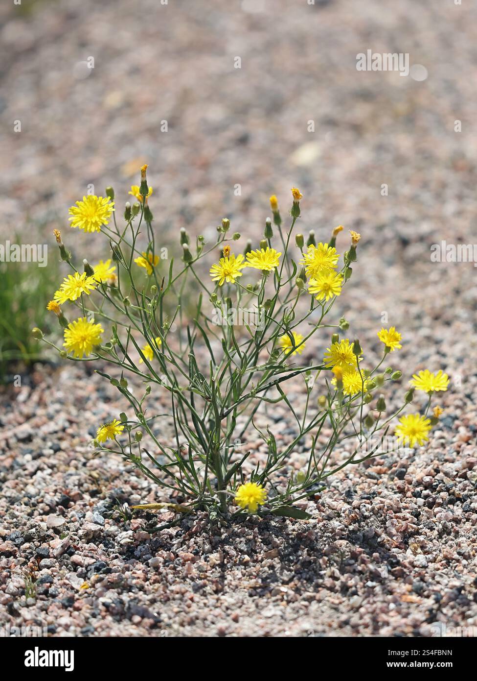 Ketokeltto hi-res stock photography and images - Alamy