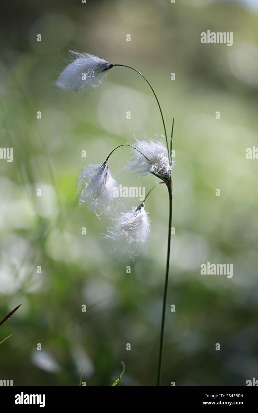 Eriophorum angustifolium, commonly known as common cottongrass, bog ...