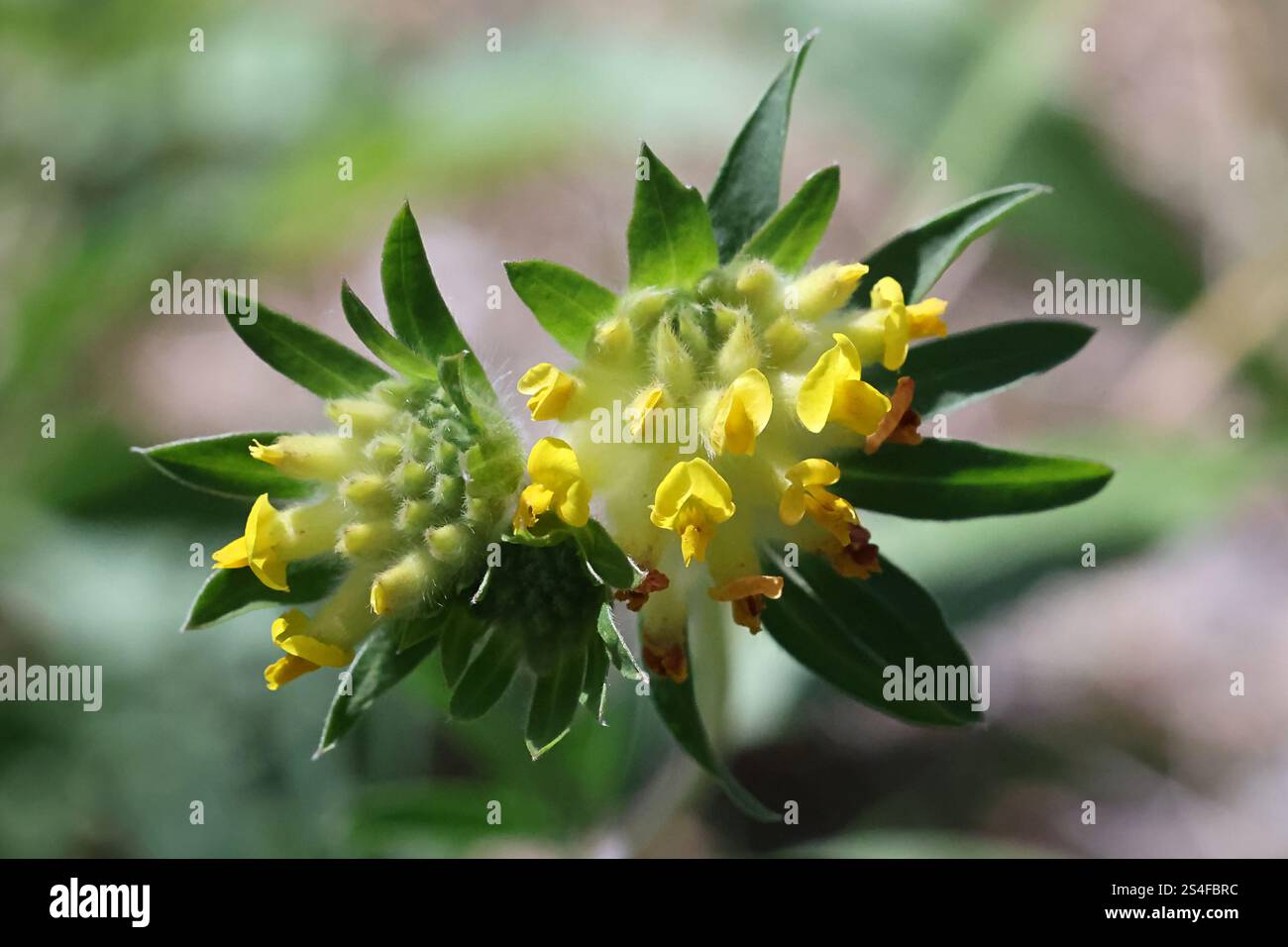 Kidney Vetch, Anthyllis vulneraria, also known as Common kidneyvetch ...