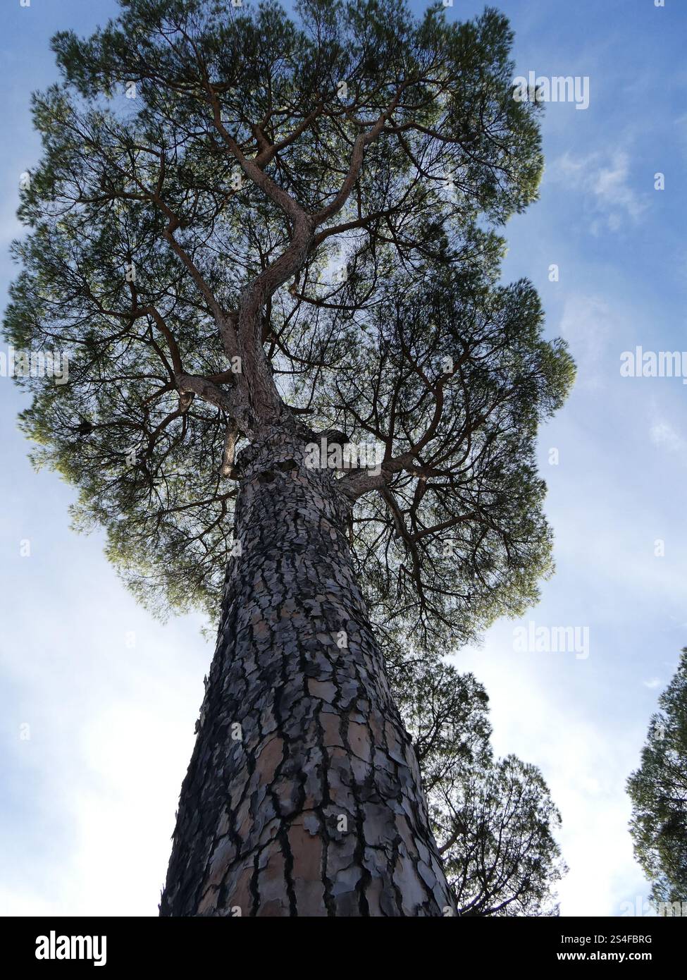 Iron Pine in Rome Stock Photo - Alamy