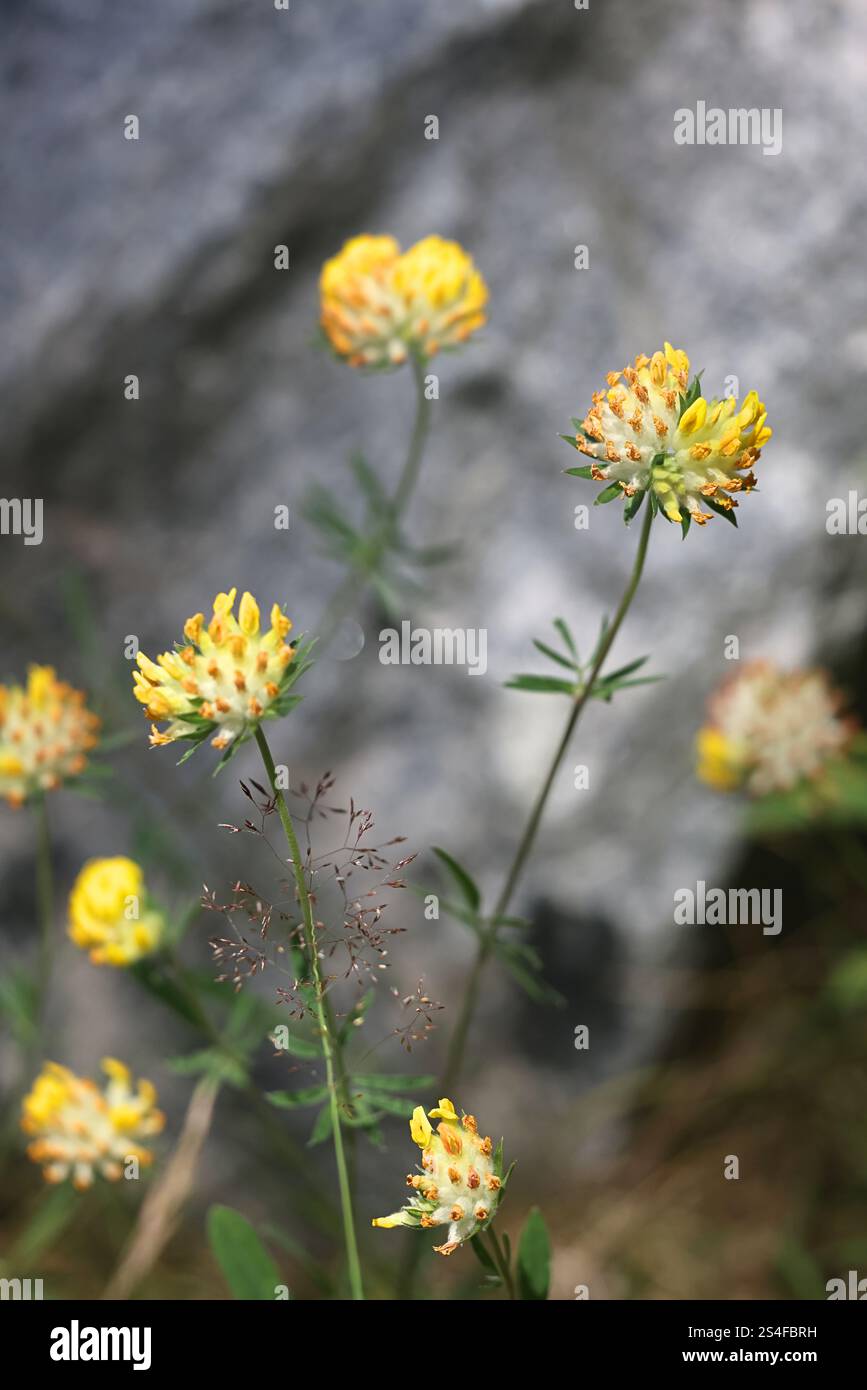 Kidney Vetch, Anthyllis vulneraria, also known as Common kidneyvetch ...