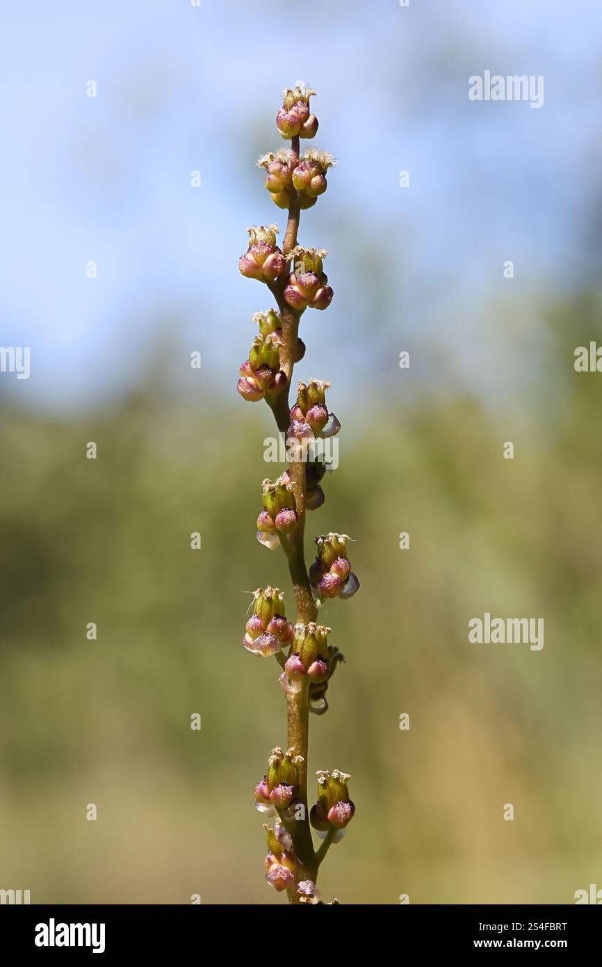 Seaside arrowgrass, Triglochin maritima, also known as common ...