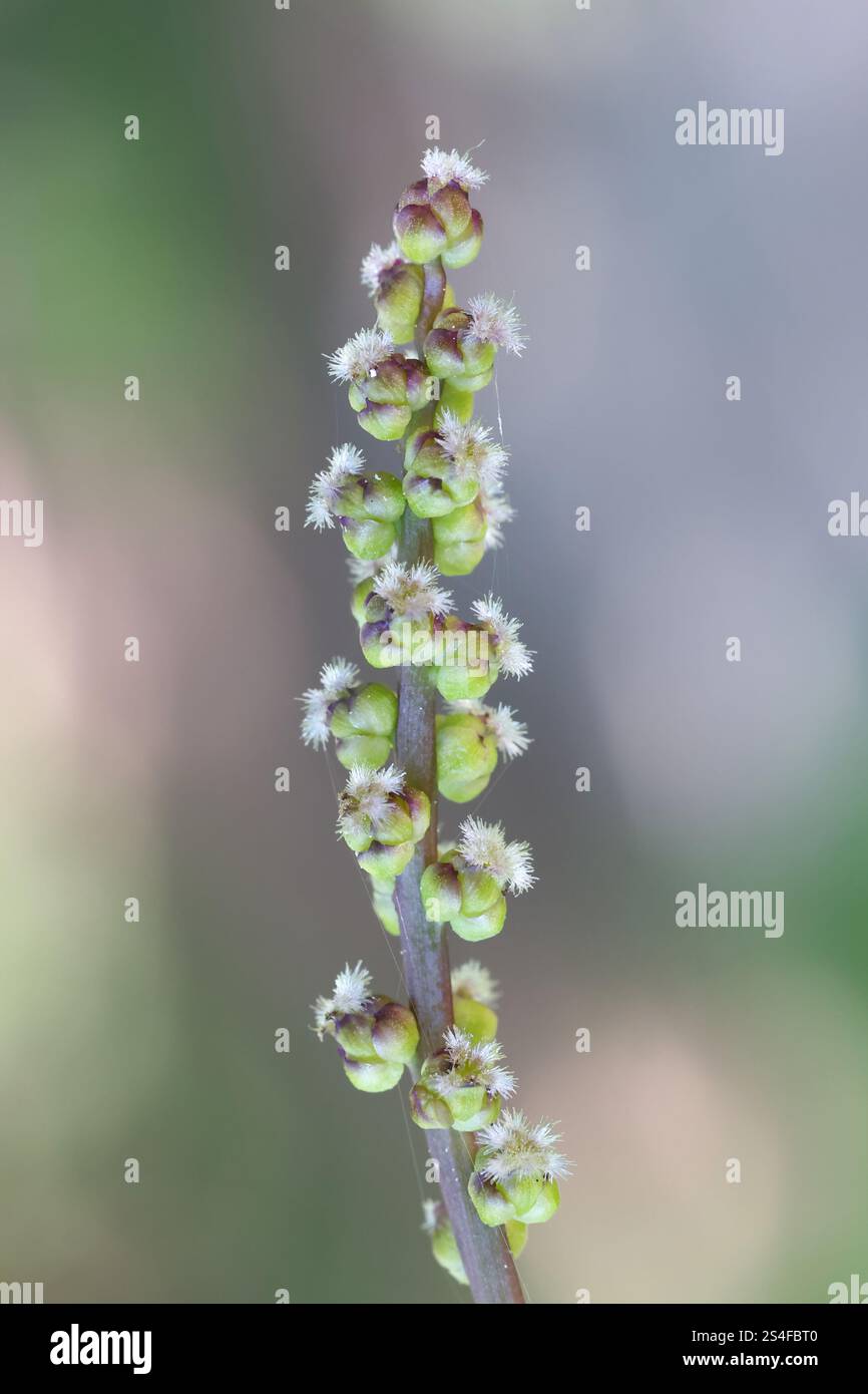 Seaside arrowgrass, Triglochin maritima, also known as common ...