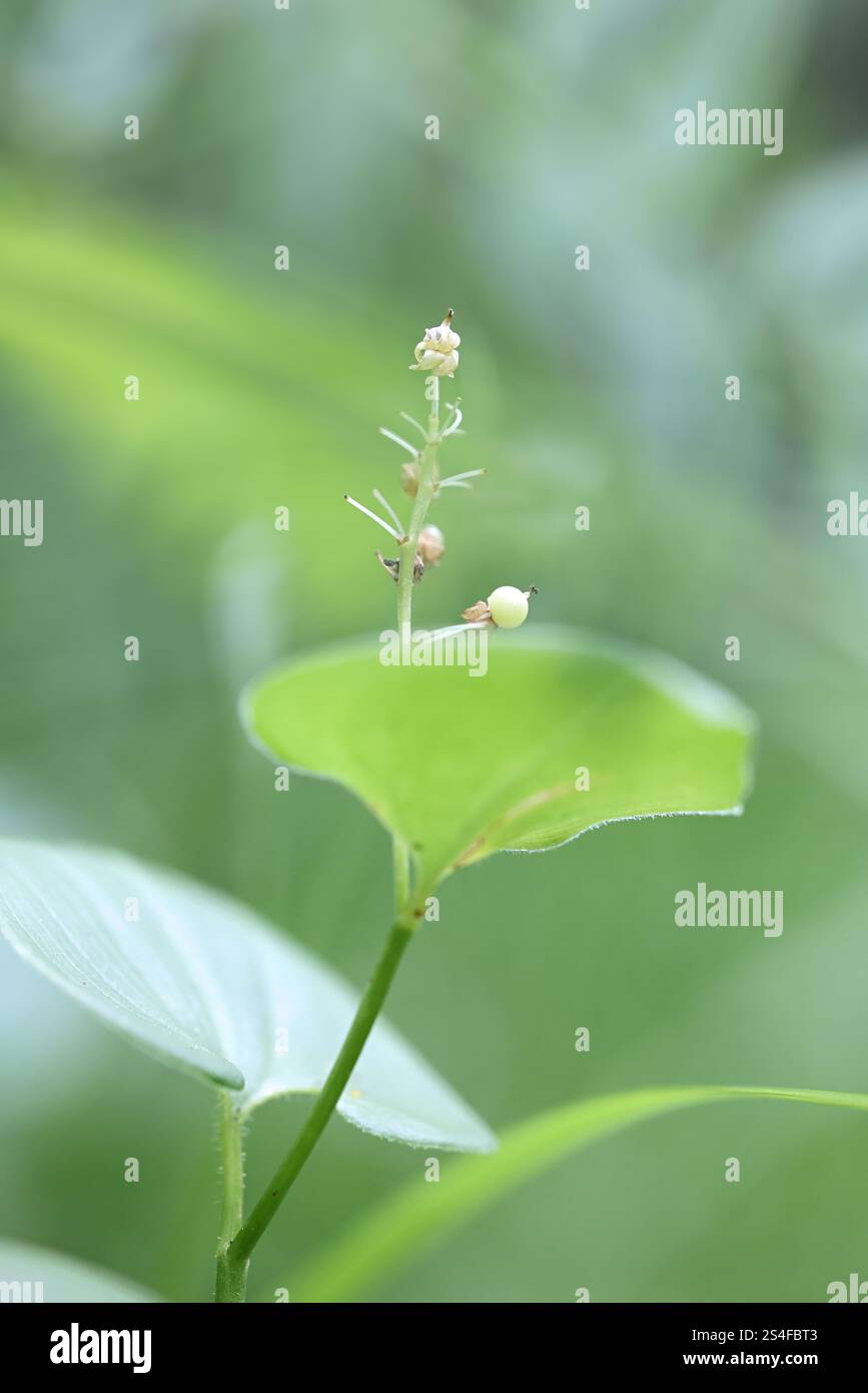 Maianthemum bifolium, known as May Lily or False Lily of the Valley ...