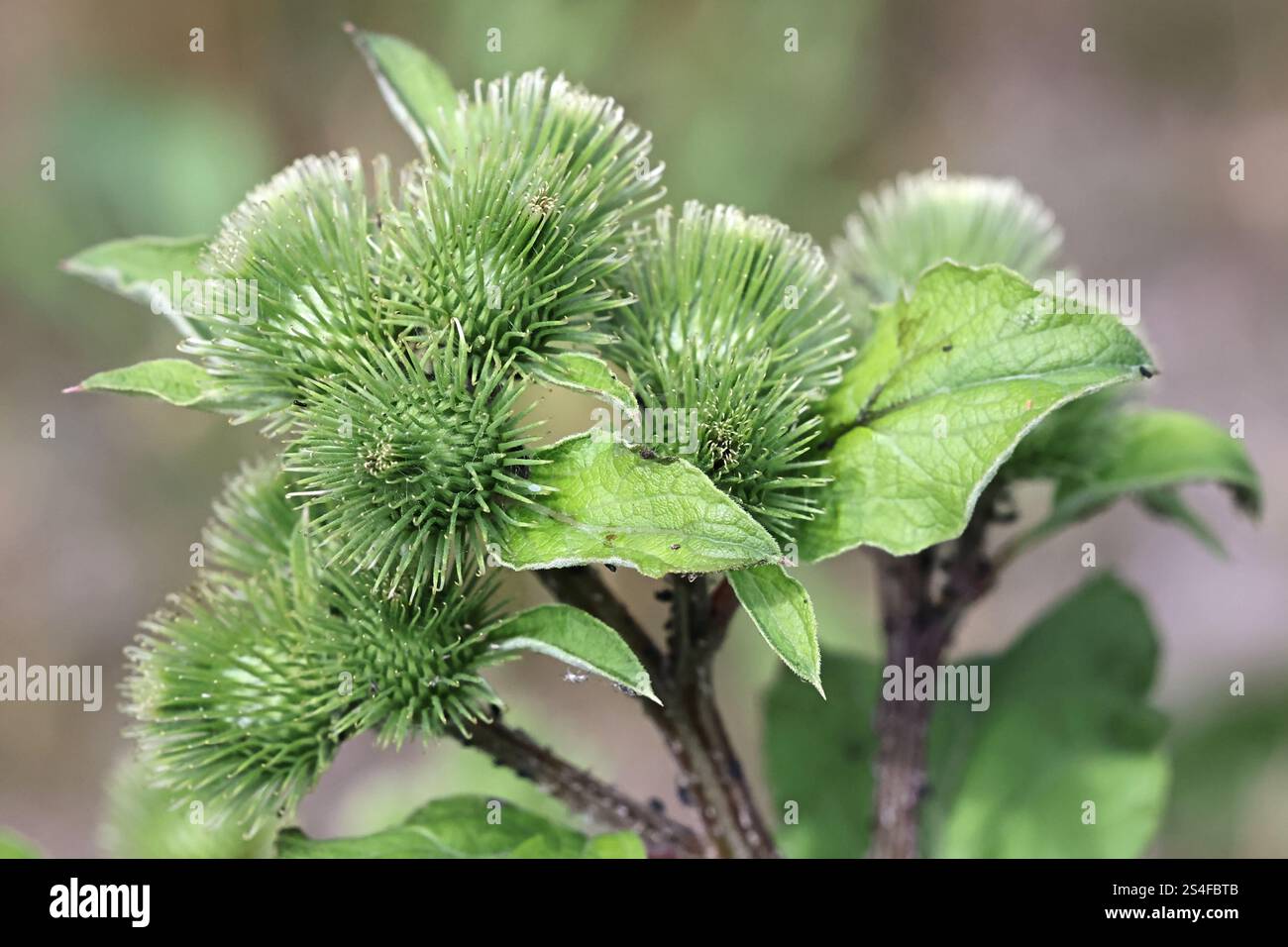 Arctium minus, commonly known as lesser burdoc, louse-bur, common ...
