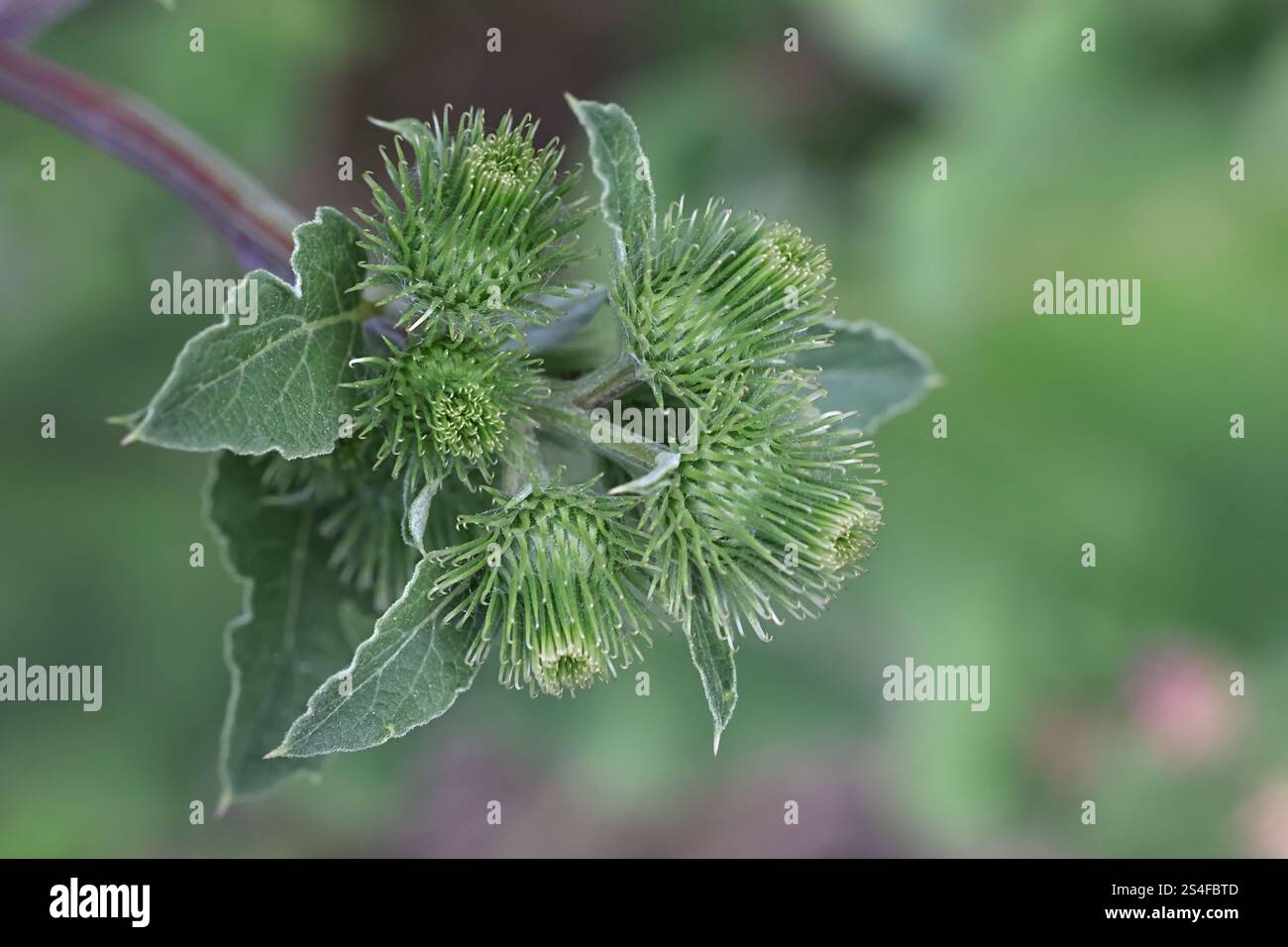 Arctium minus, commonly known as lesser burdoc, common burdock, button ...