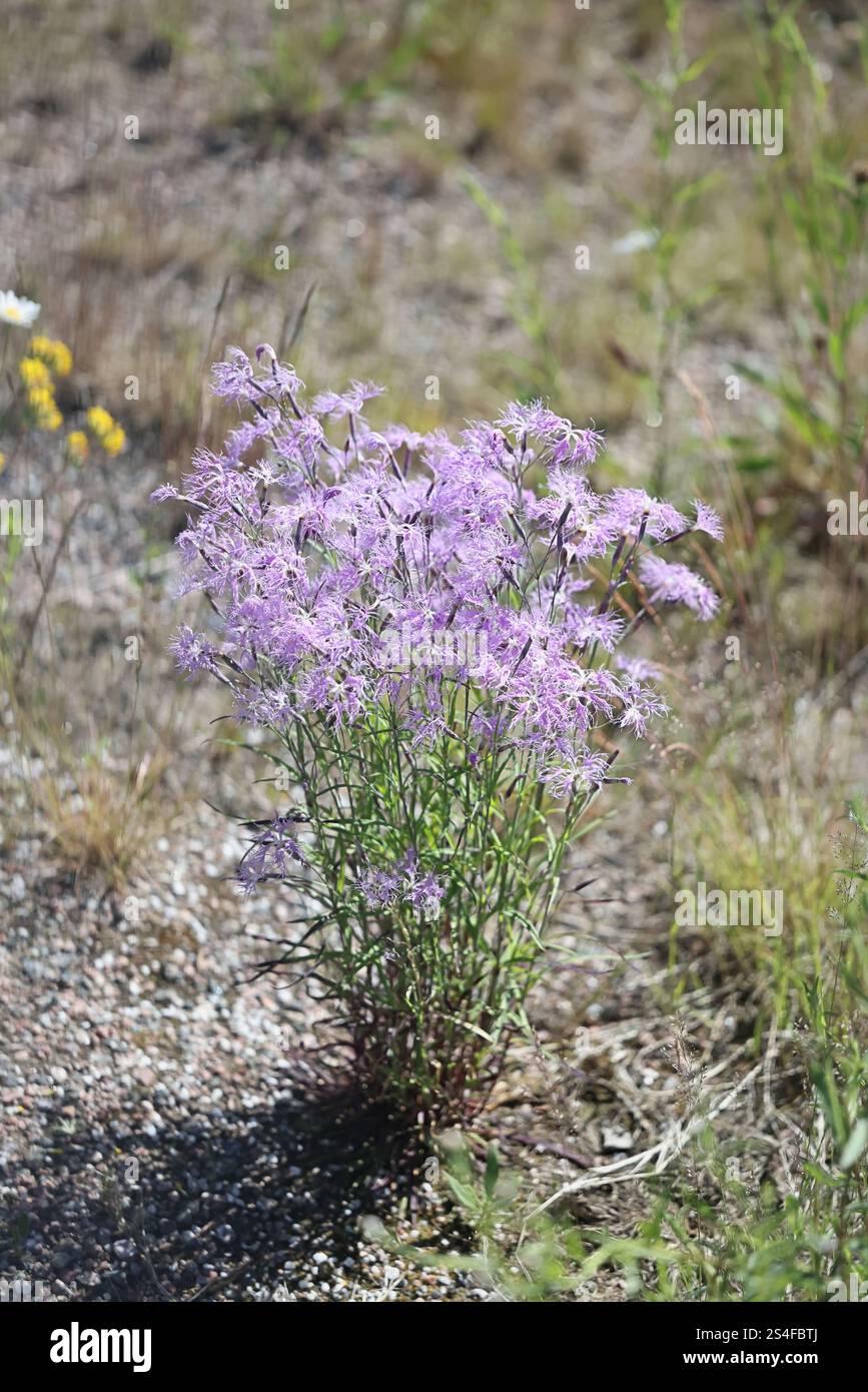 Large Pink, Dianthus superbus, also known as Fringed pink, wild ...