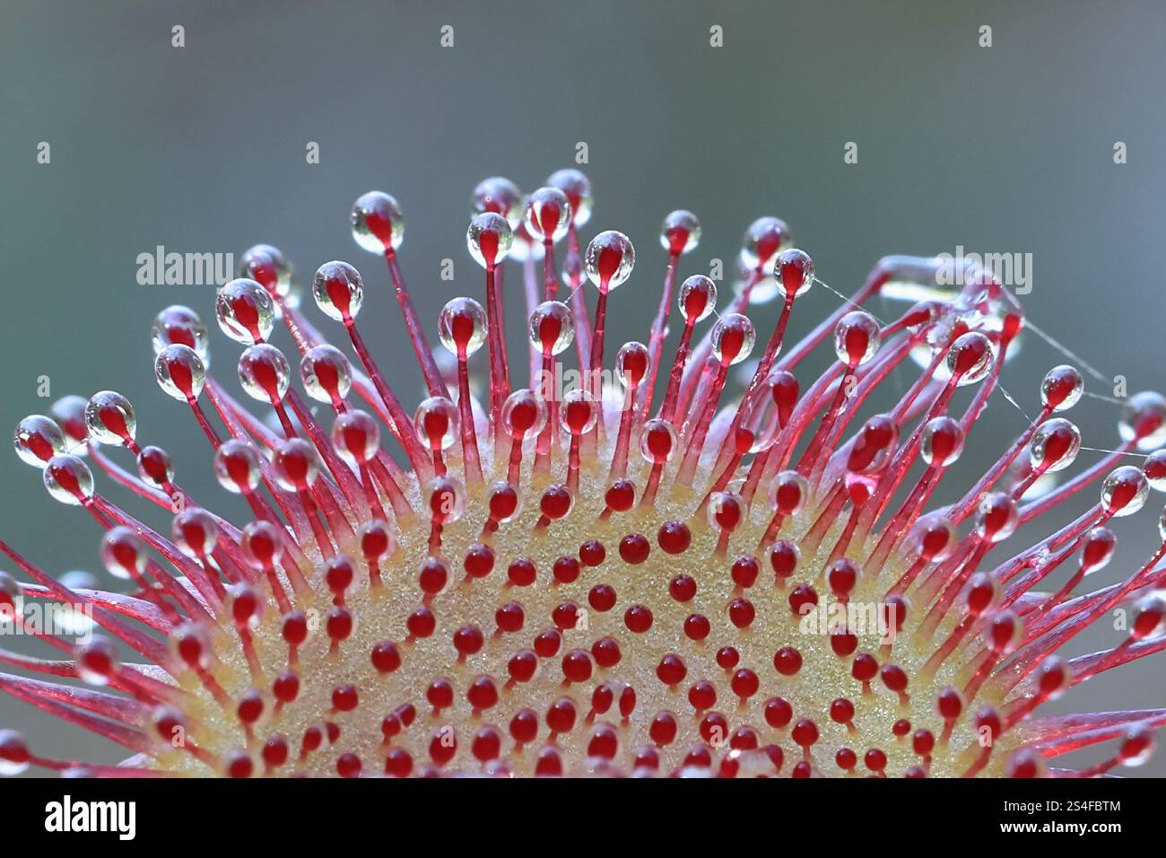 Common Sundew, Drosera rotundifolia, also known as Round-leaved sundew ...