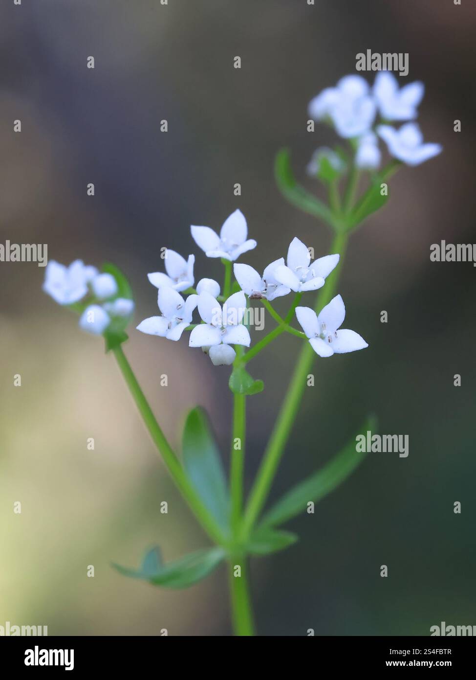 Marsh Bedstraw, Galium palustre, also known as Common Marsh-bedstraw ...
