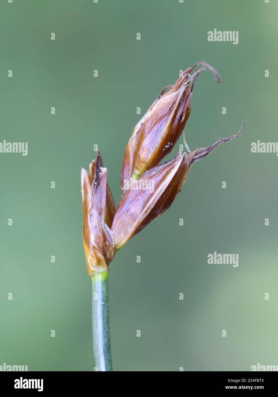 Saltmarsh Flat Sedge, Blysmus rufus, also known as Red Bulrush ...