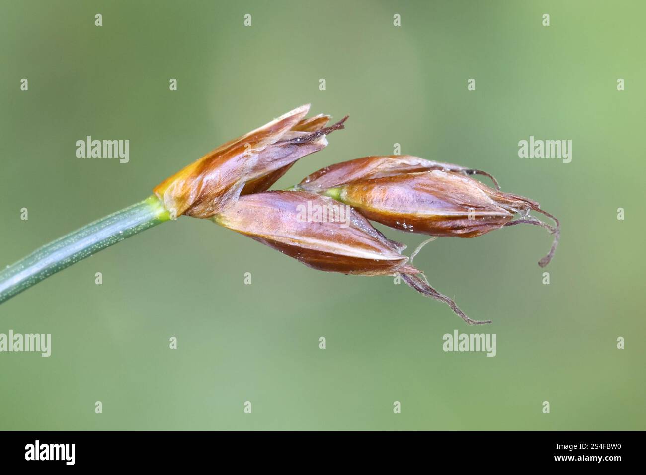 Saltmarsh Flat Sedge, Blysmus rufus, also known as Red Bulrush ...