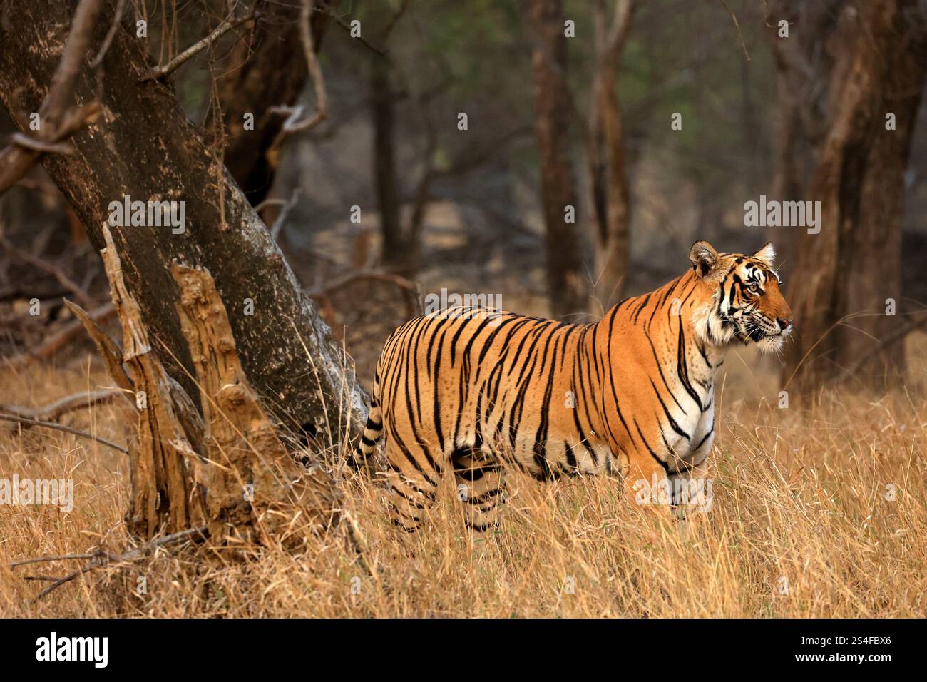 The magnificent Royal Bengal Tigers of India Stock Photo - Alamy