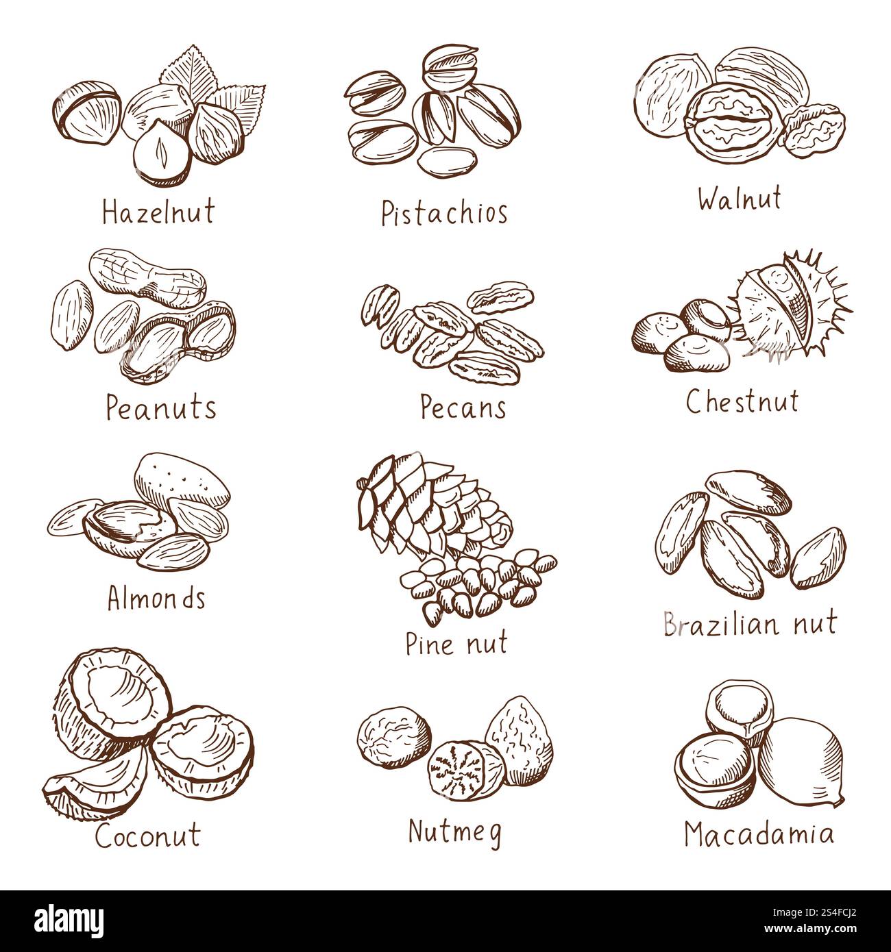 Doodle nuts. Vector hand drawn set isolate on white, Collection of nuts ...
