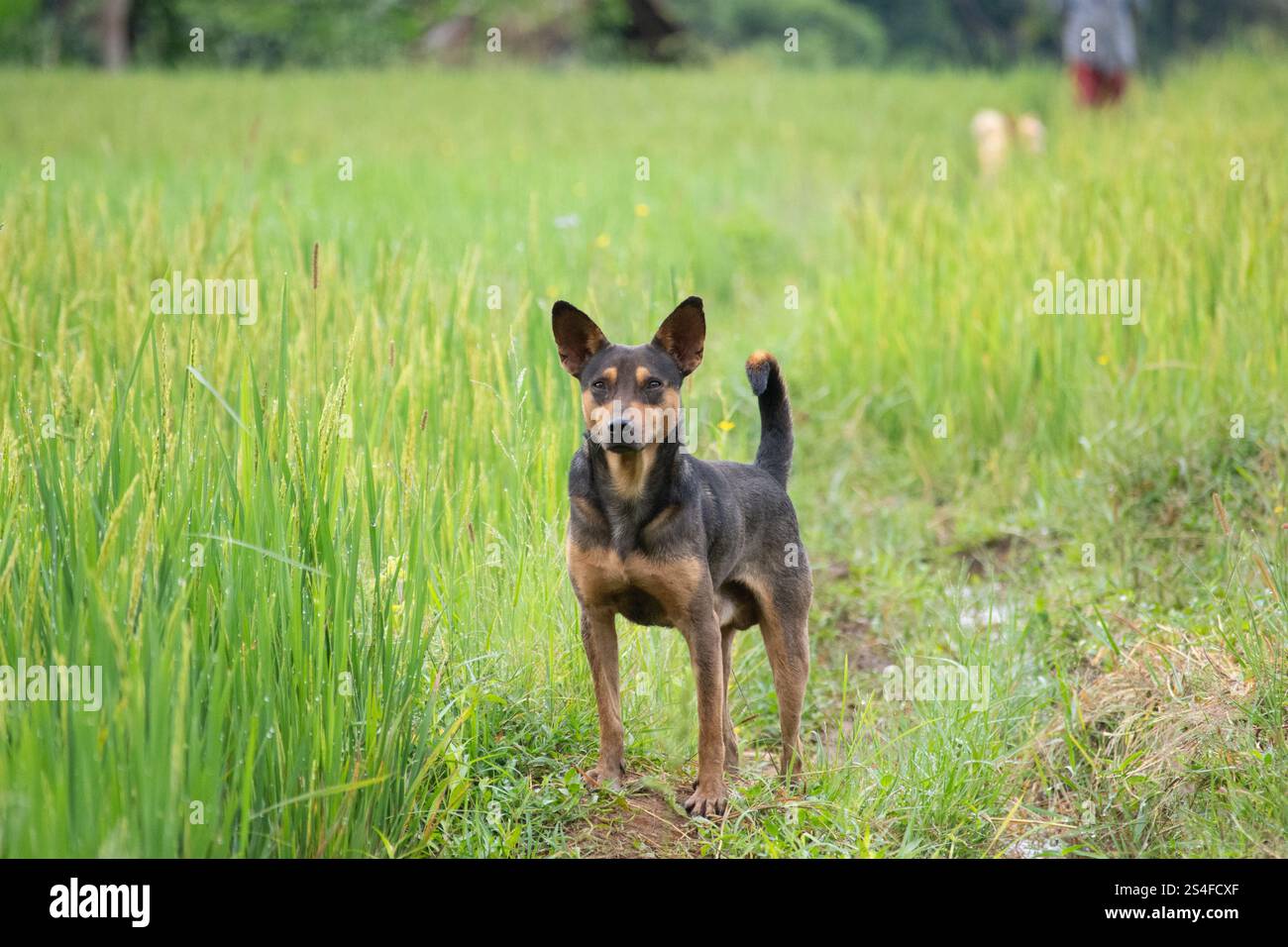 Alert and Graceful: A Loyal Dog Standing Proudly in the Heart of a Lush ...