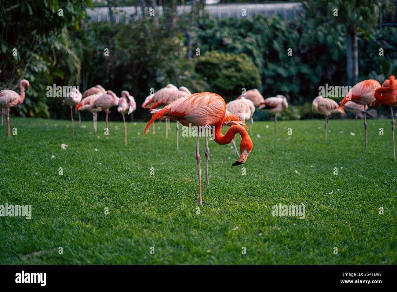 Group flamingos in park hi-res stock photography and images - Alamy