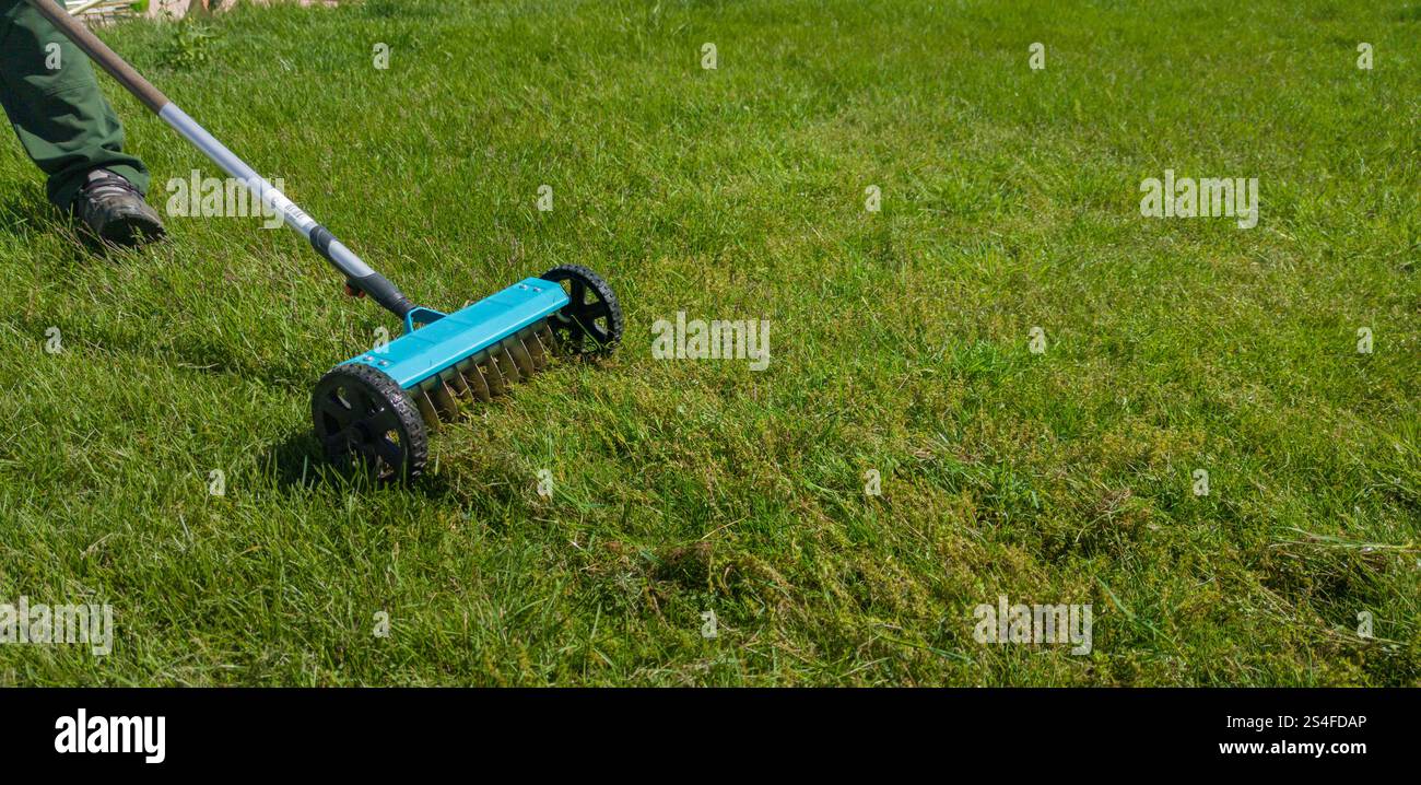 Hand scarifier for lawn in action. Manual tools for lawn maintenance ...