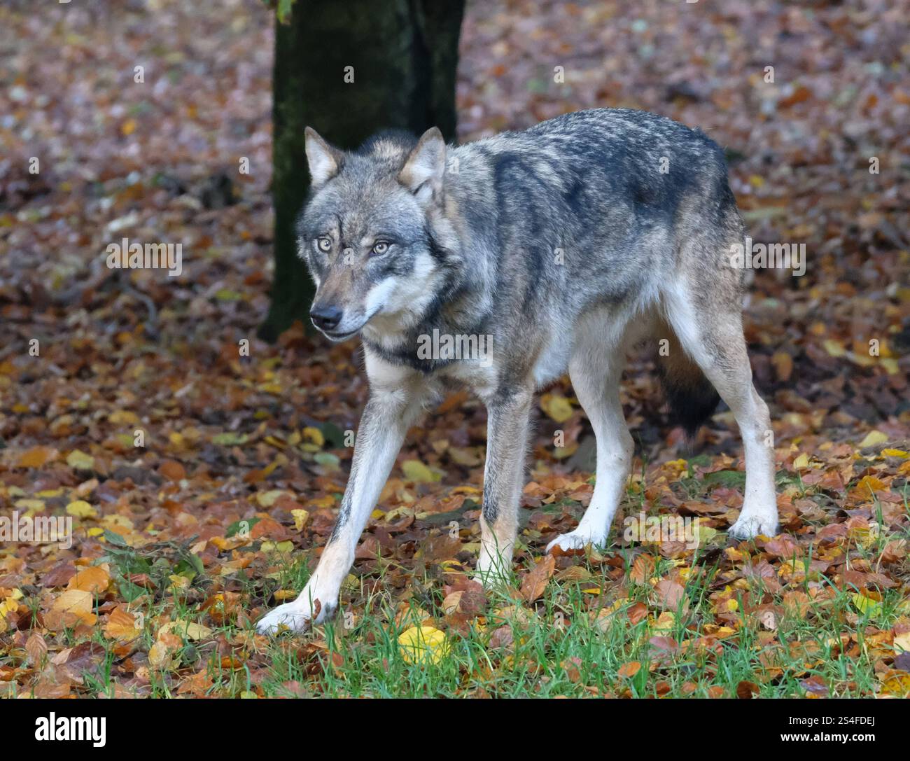 Wolf-Europaeischer Grauwolf in Deutschland in Aktion. Wolf-Grauwolf ...
