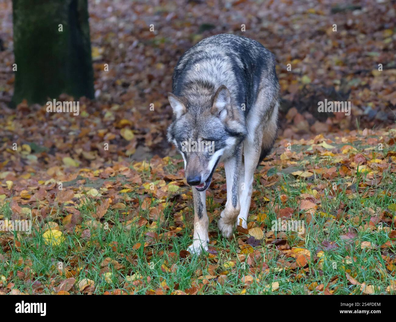 Wolf-Europaeischer Grauwolf in Deutschland in Aktion. Wolf-Grauwolf ...