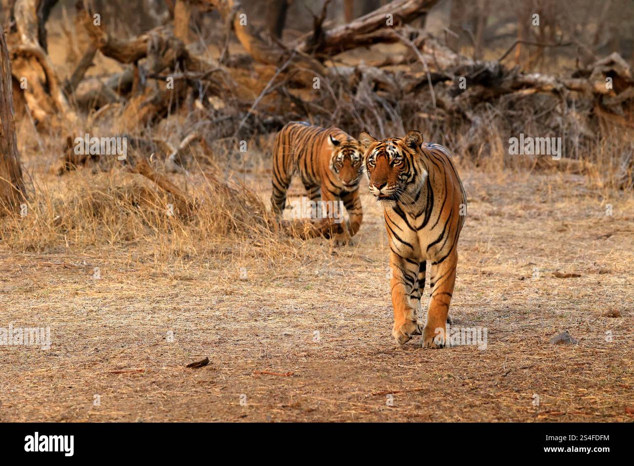 The magnificent Royal Bengal Tigers of India Stock Photo - Alamy