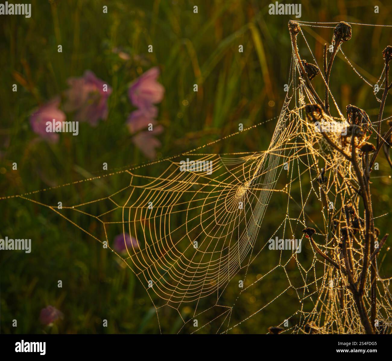 Lace webs hanging from the dry stems of a bush are backlit by the ...