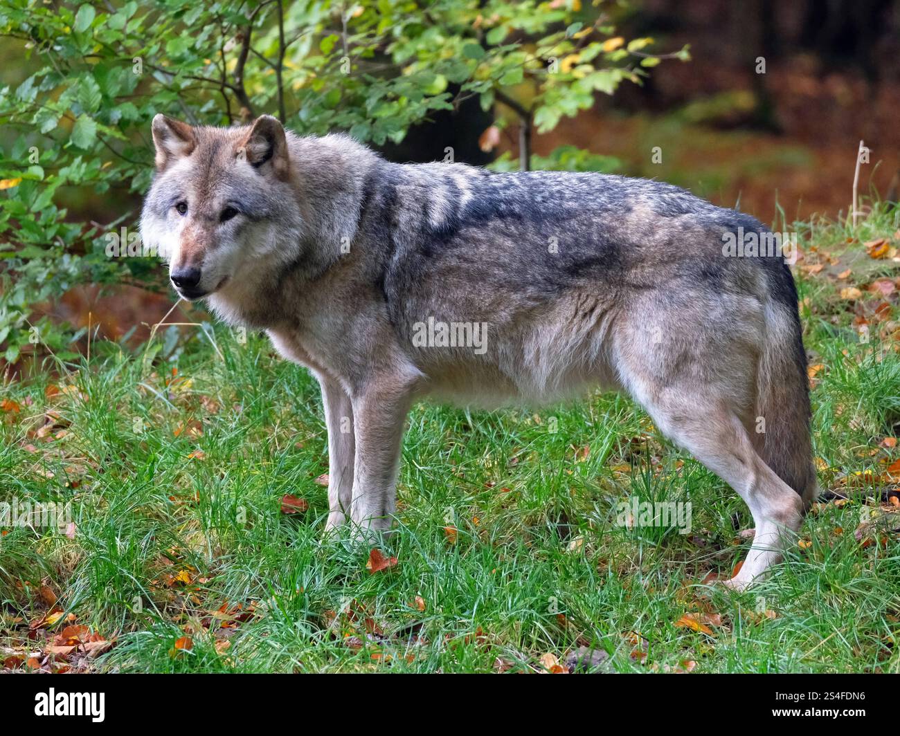 Wolf-Europaeischer Grauwolf in Deutschland in Aktion. Wolf-Grauwolf ...