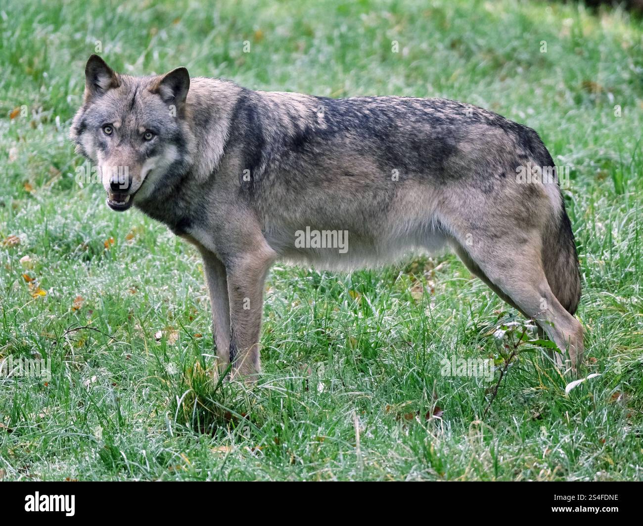 Wolf-Europaeischer Grauwolf in Deutschland in Aktion. Wolf-Grauwolf ...