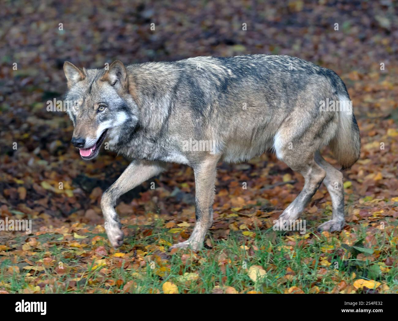 Wolf-Europaeischer Grauwolf in Deutschland in Aktion. Wolf-Grauwolf ...