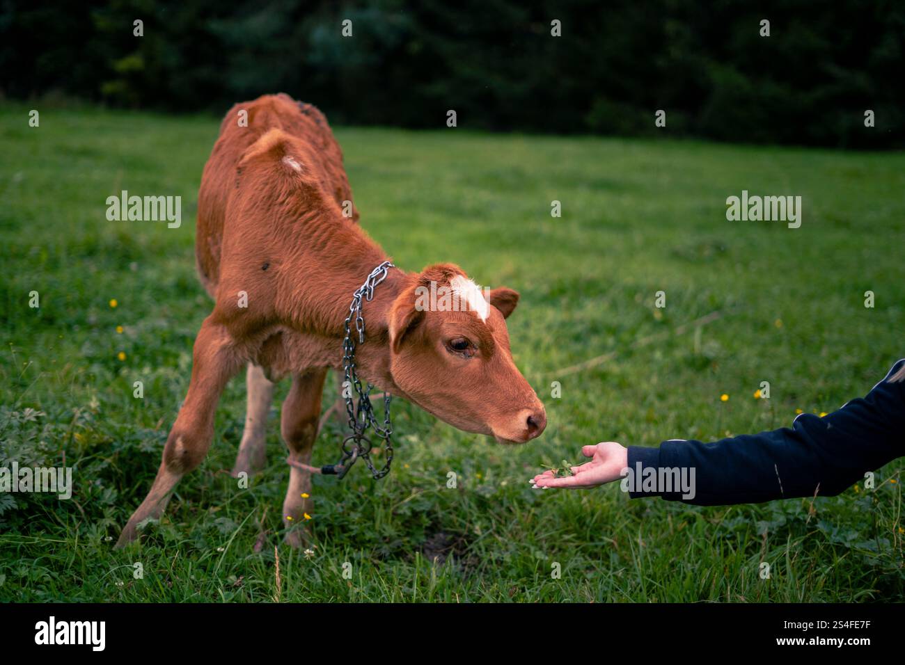 Human calf hi-res stock photography and images - Alamy