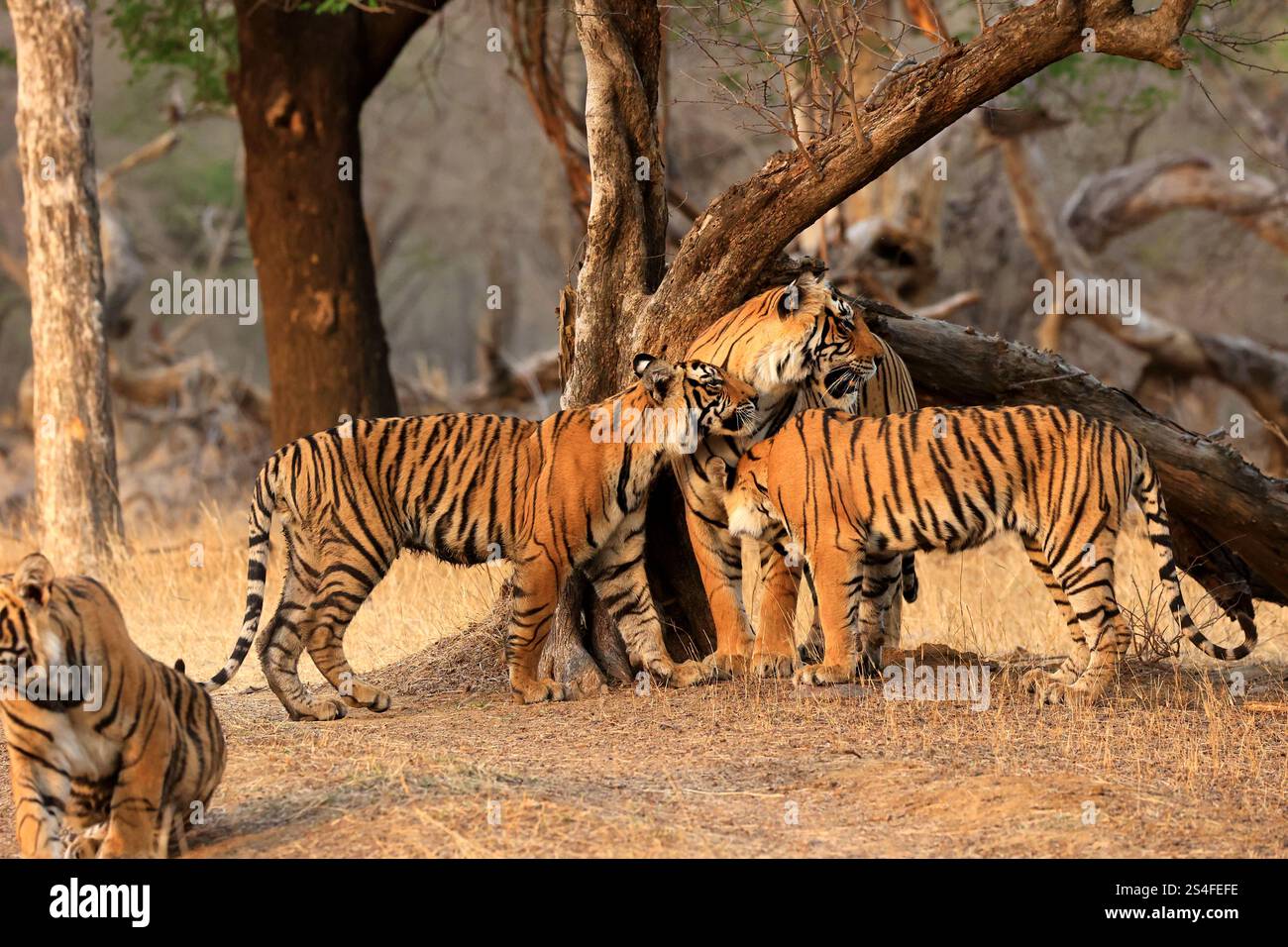 The magnificent Royal Bengal Tigers of India Stock Photo - Alamy