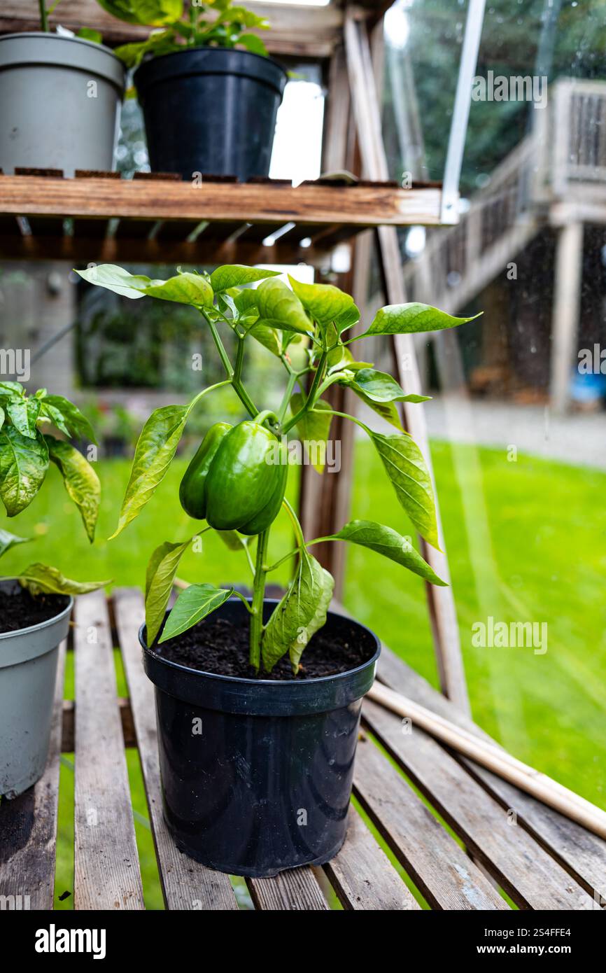 Potted pepper plant growing in a greenhouse in the UK with a single ...