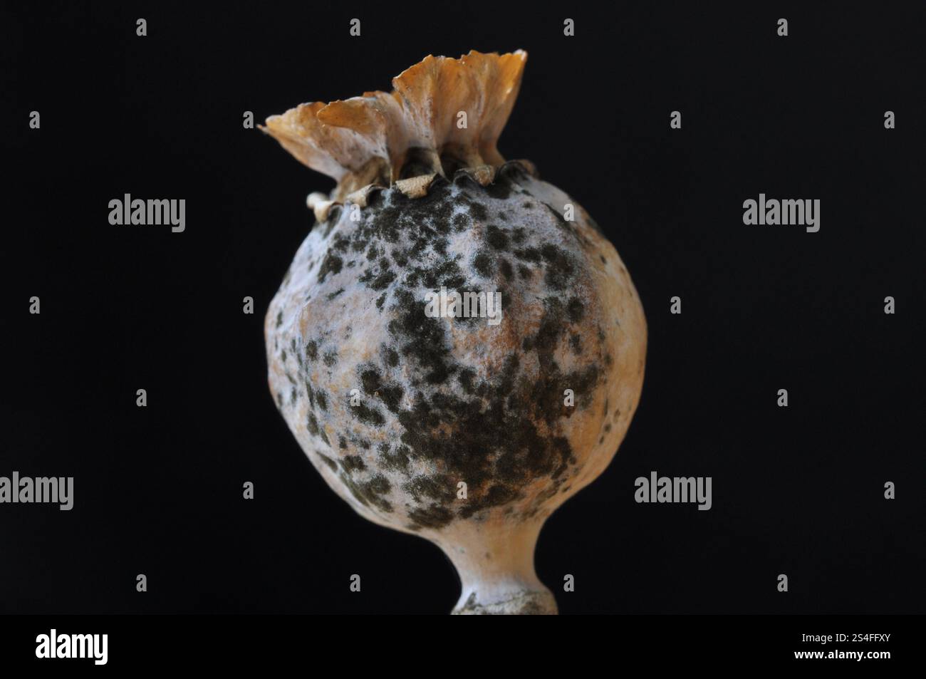 Seed pd hi-res stock photography and images - Alamy
