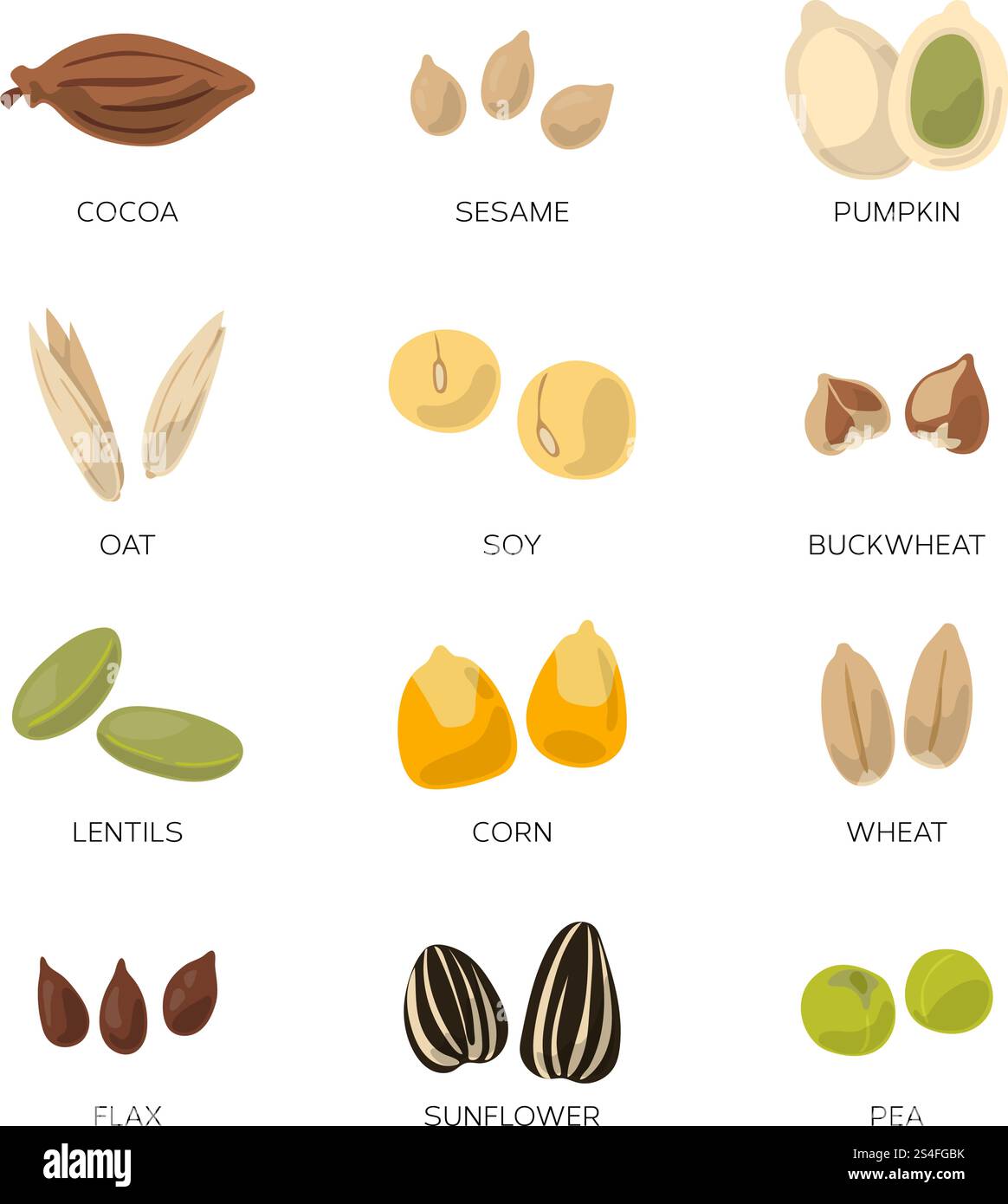 Illustration of different seeds isolate on white background. Vector ...