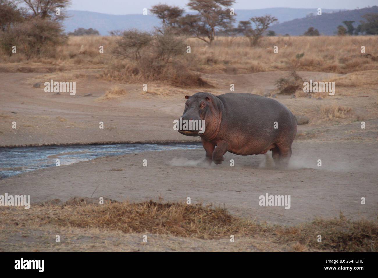 Charging Hippo in the Wild, Tanzania Stock Photo - Alamy