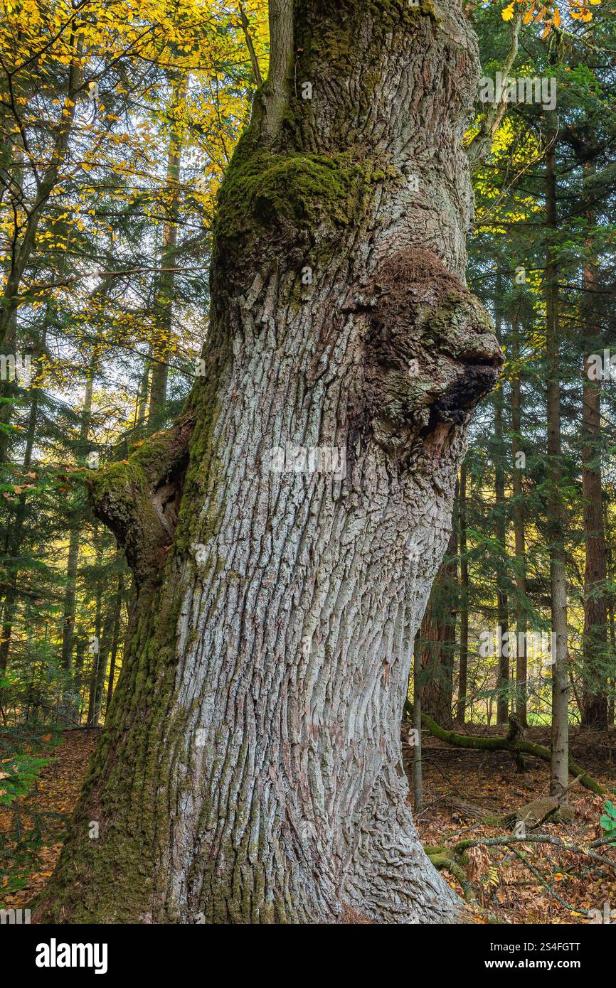 The giant oak tree vertical shot Stock Photo - Alamy