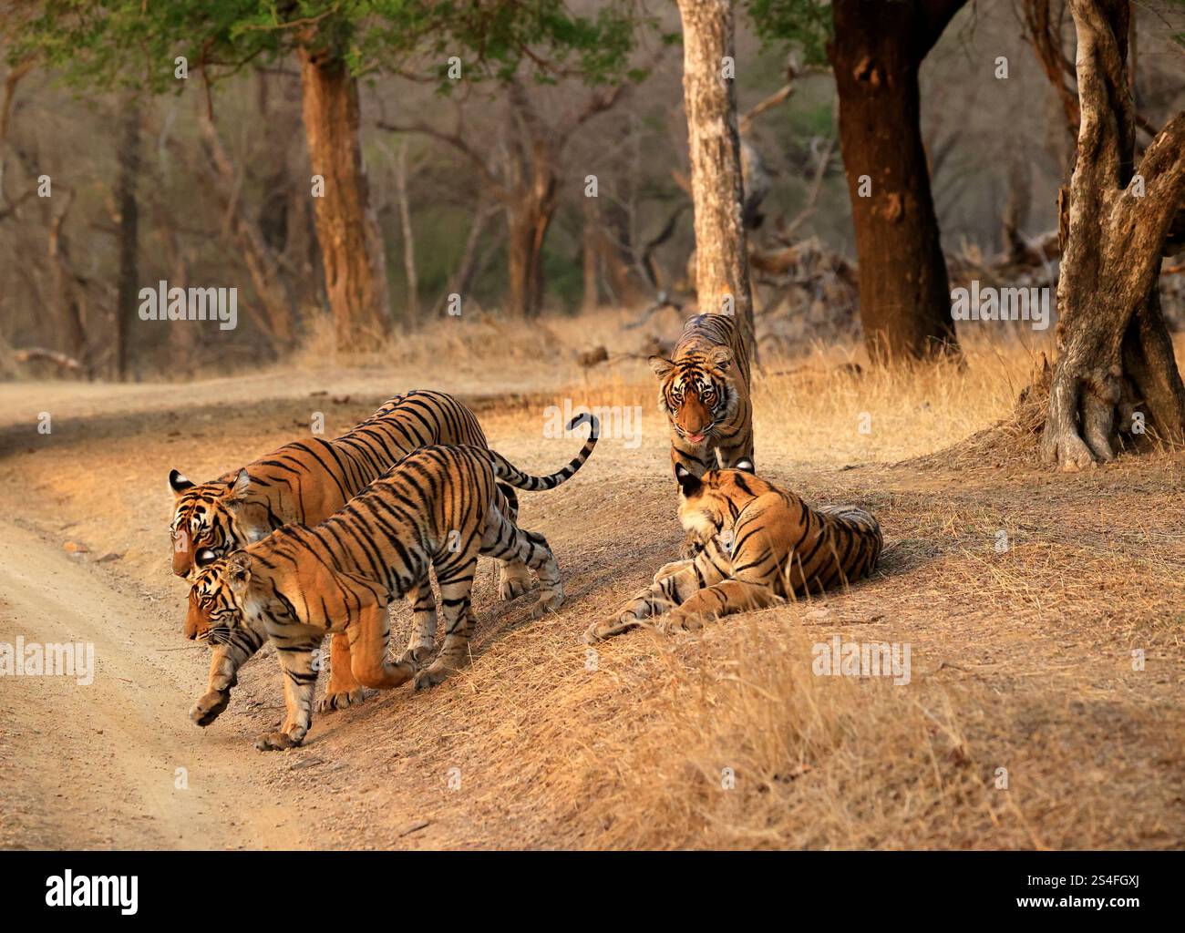 The magnificent Royal Bengal Tigers of India Stock Photo - Alamy
