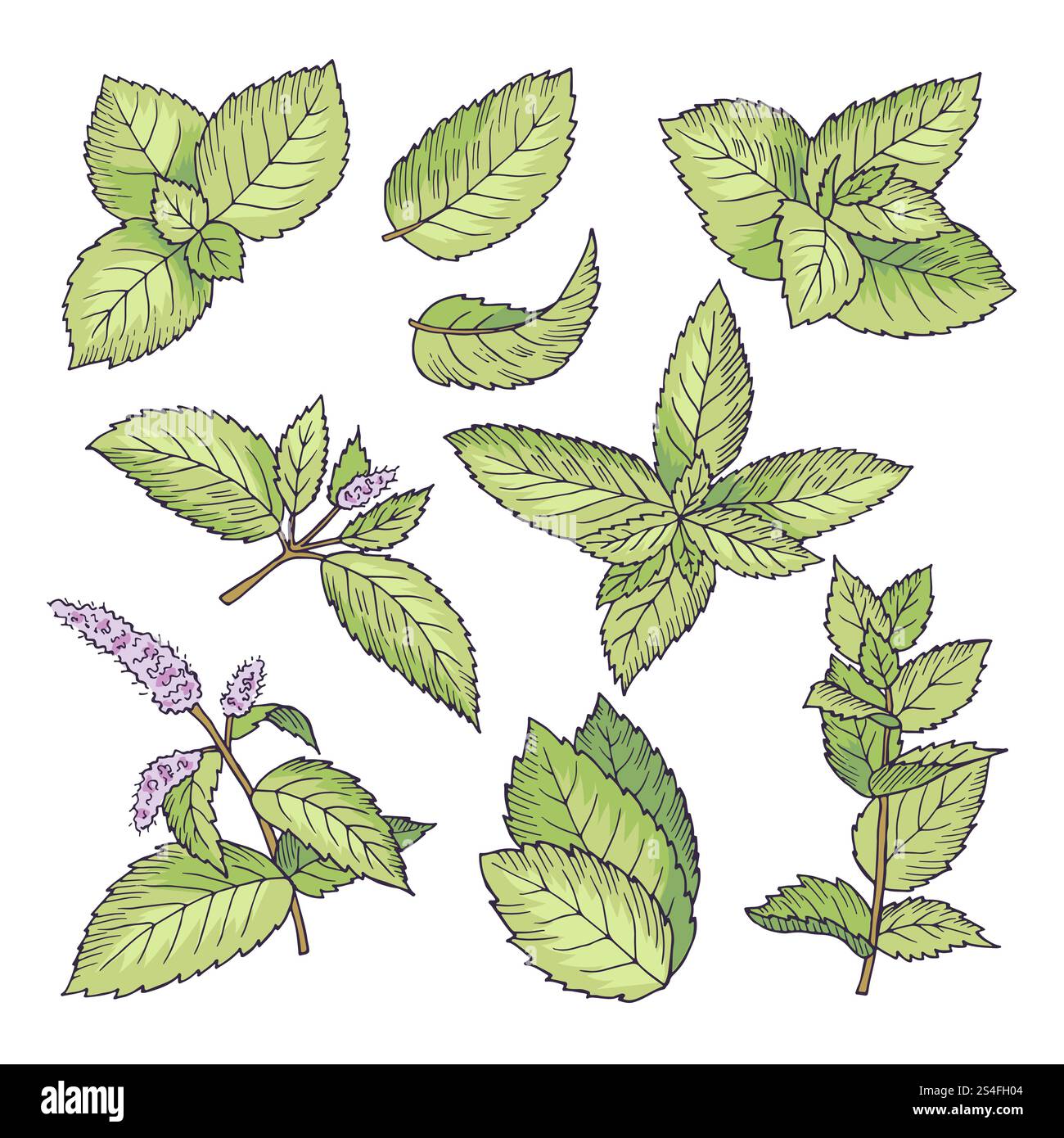 Different vector colored illustrations of herbal mint. Hand drawn ...