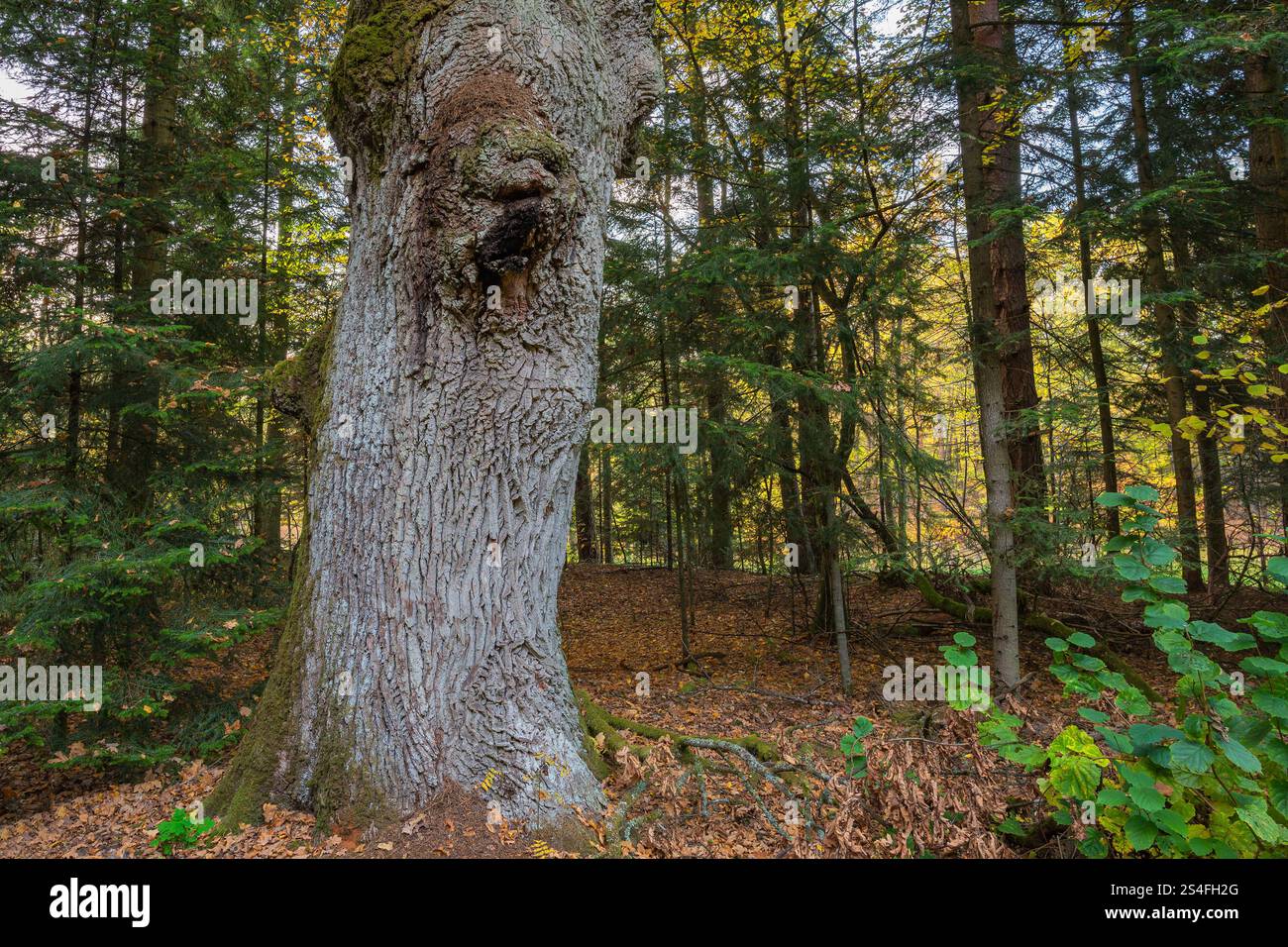 The giant oak tree stands among conifer trees on the leafy ground in ...