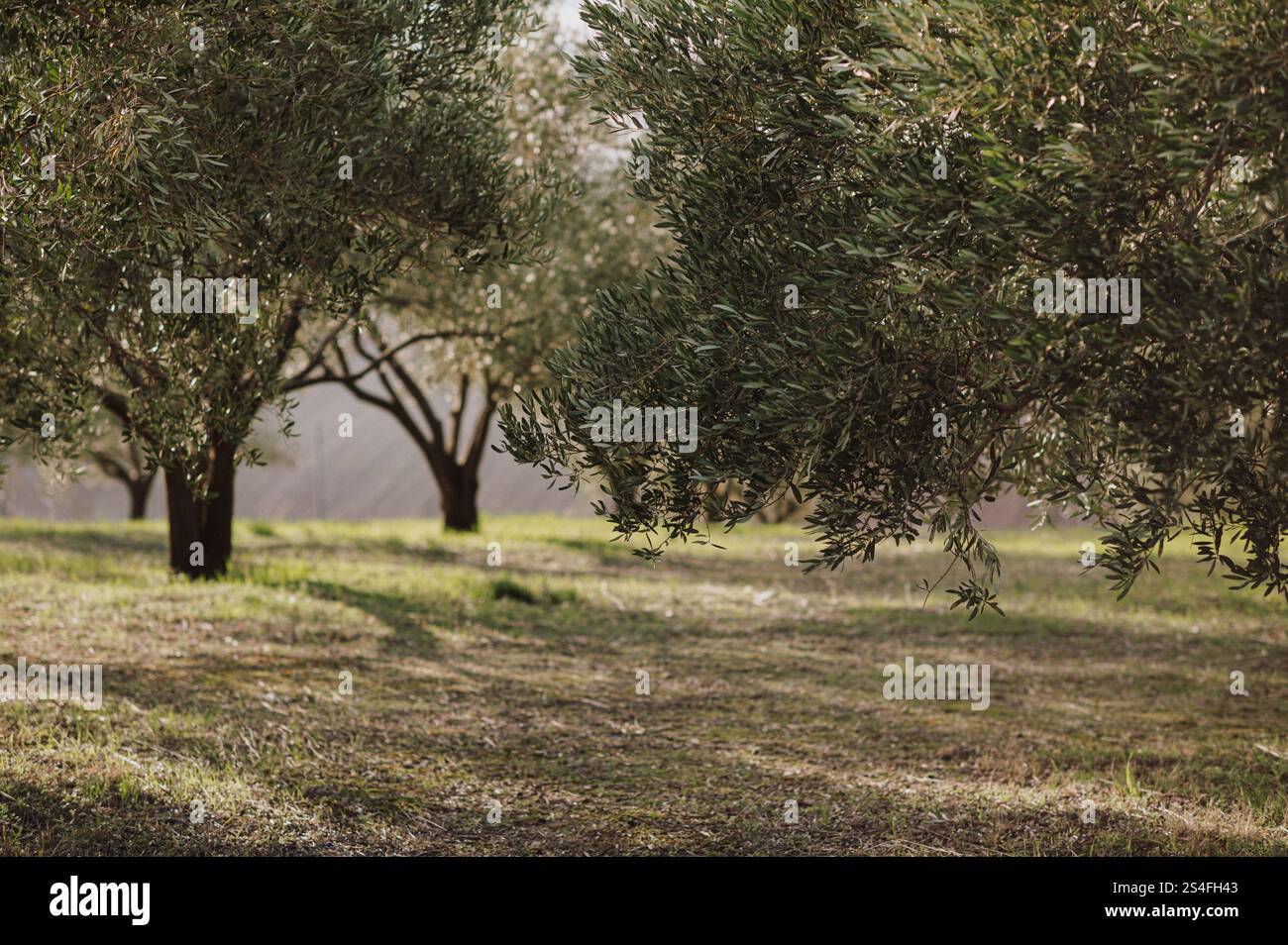 Old Olive trees in a lines in the garden on a harvesting season in ...