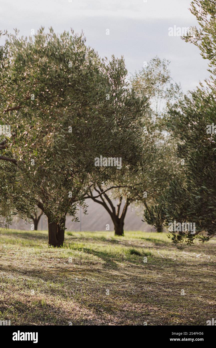 Old Olive trees in a lines in the garden on a harvesting season in ...