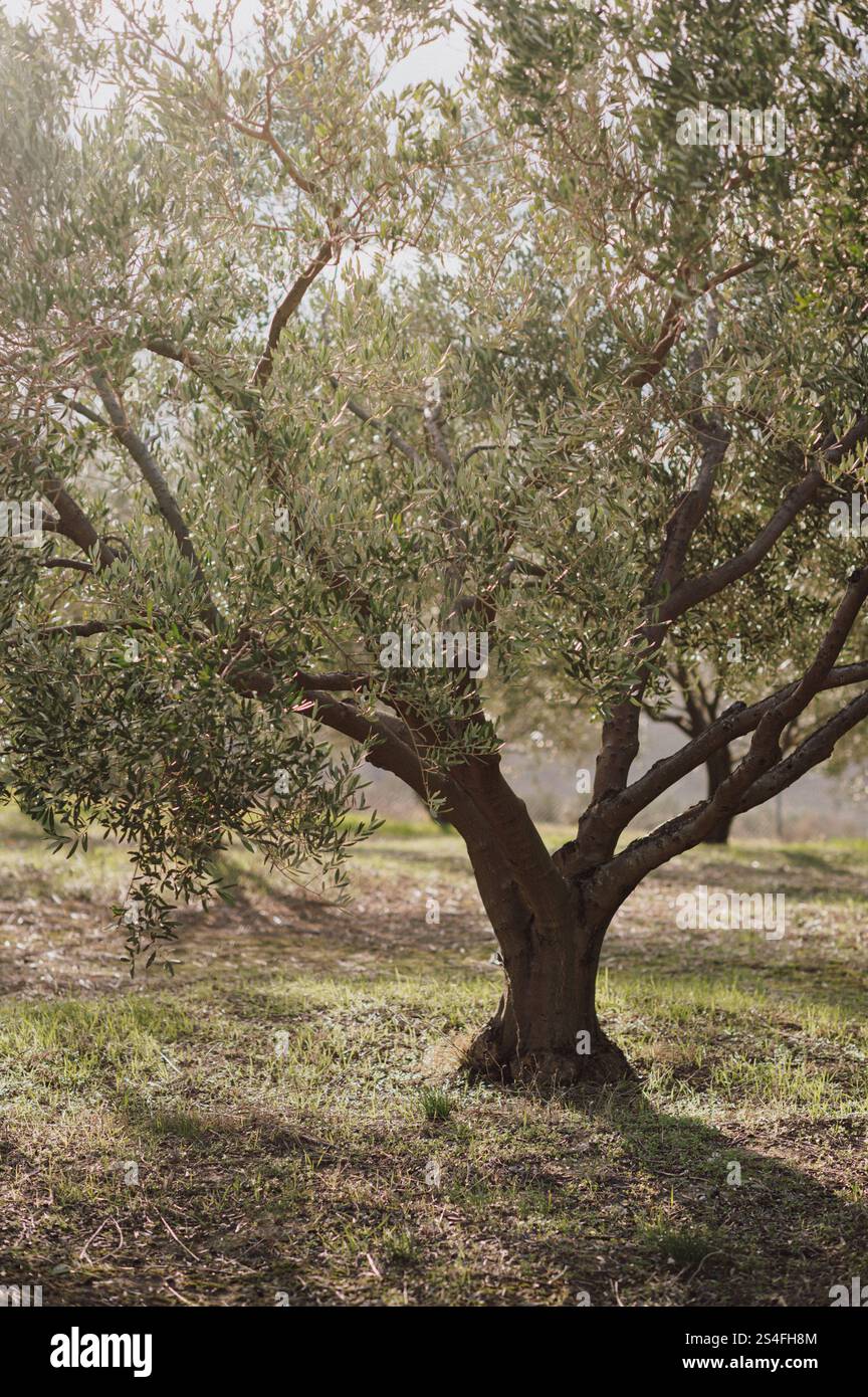 Old Olive trees in a lines in the garden on a harvesting season in ...
