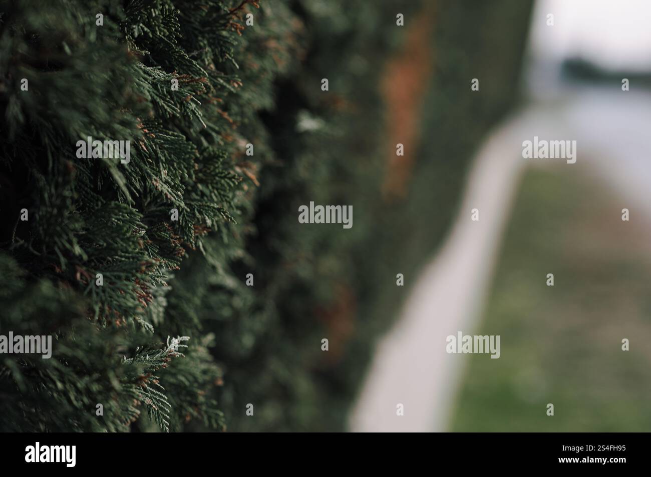 Evergreen hedges perennials hi-res stock photography and images - Alamy